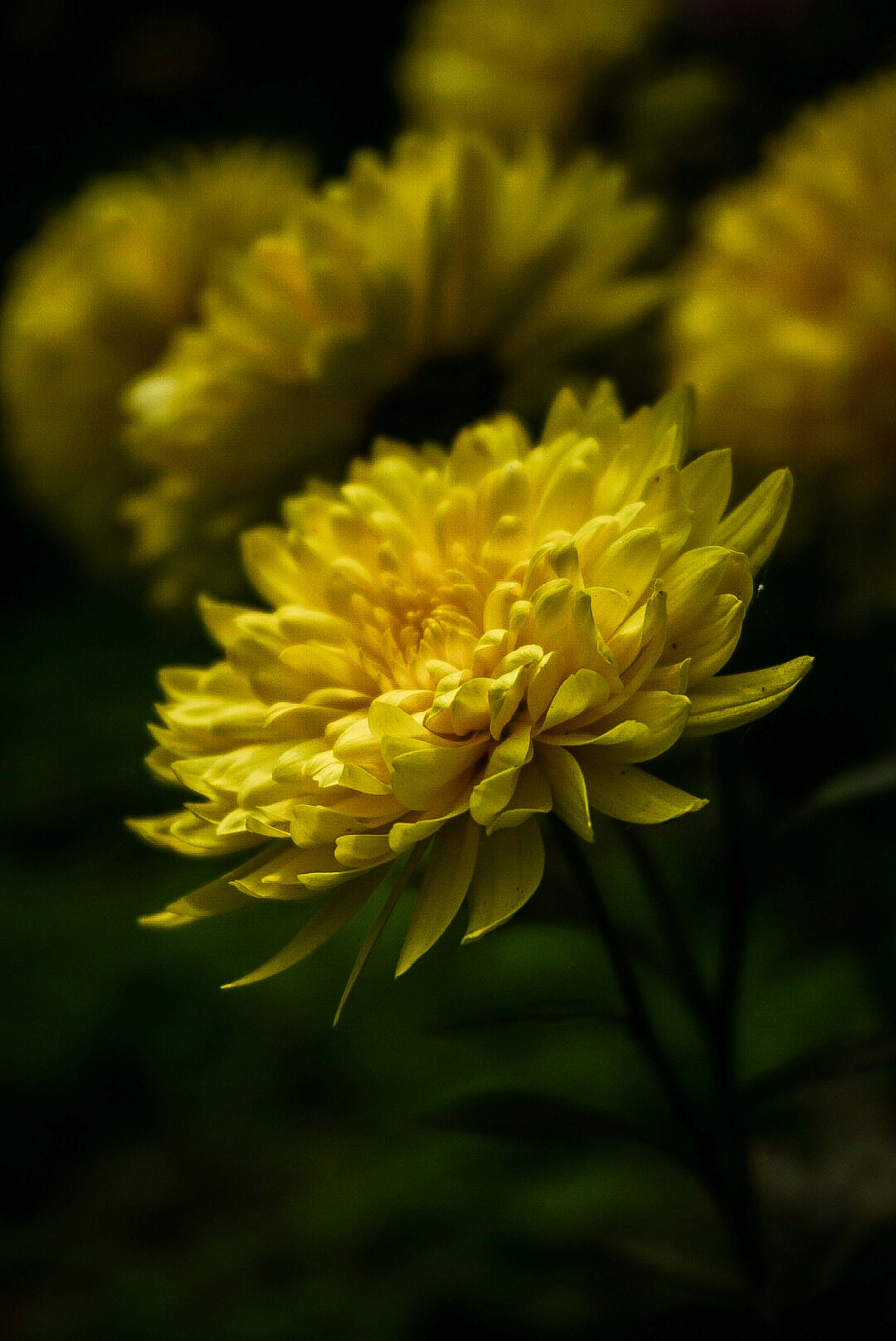 a close up of a yellow flower with a blurry background
