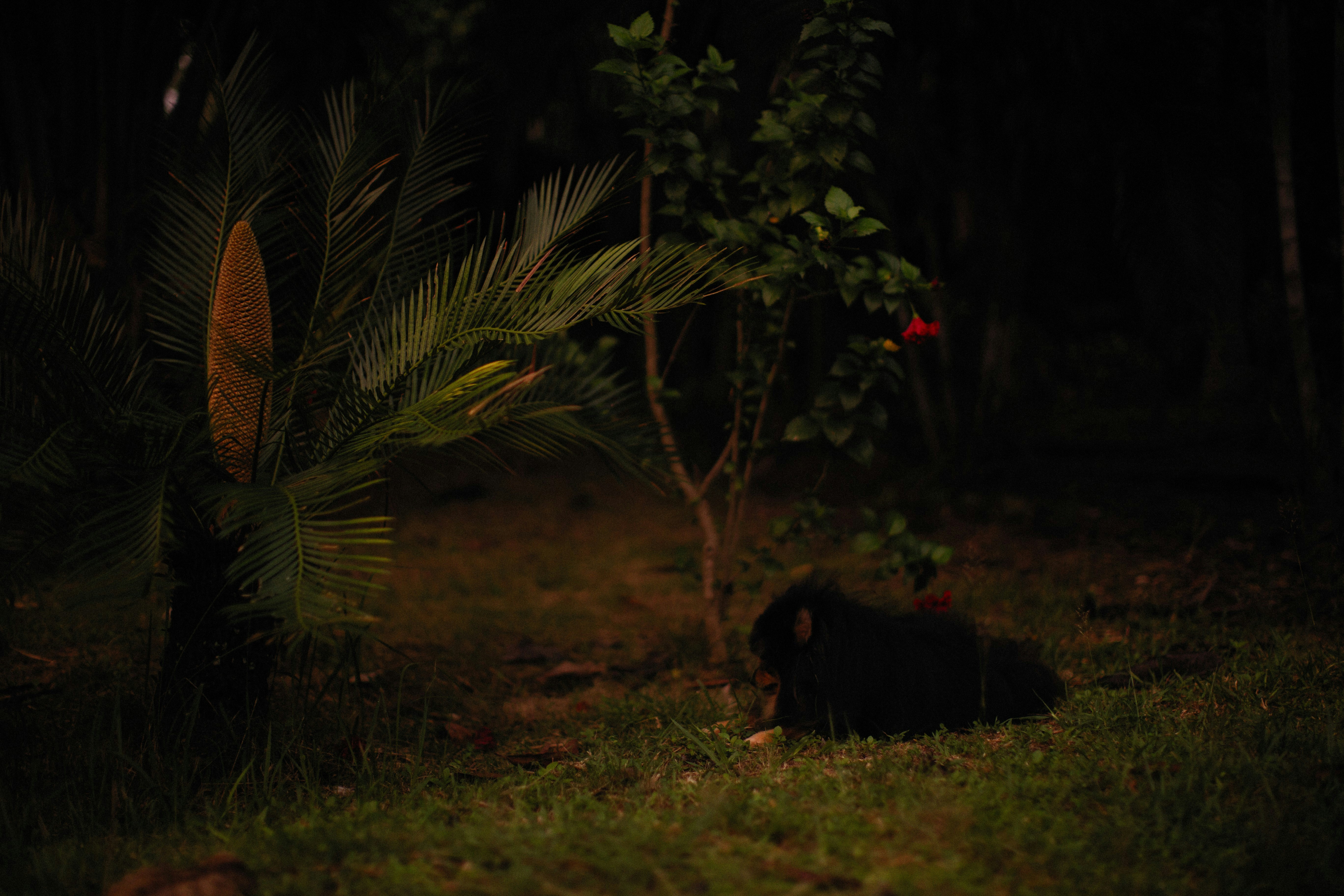 Moonlit Clearing: A Black Cat Hidden in Night Garden
