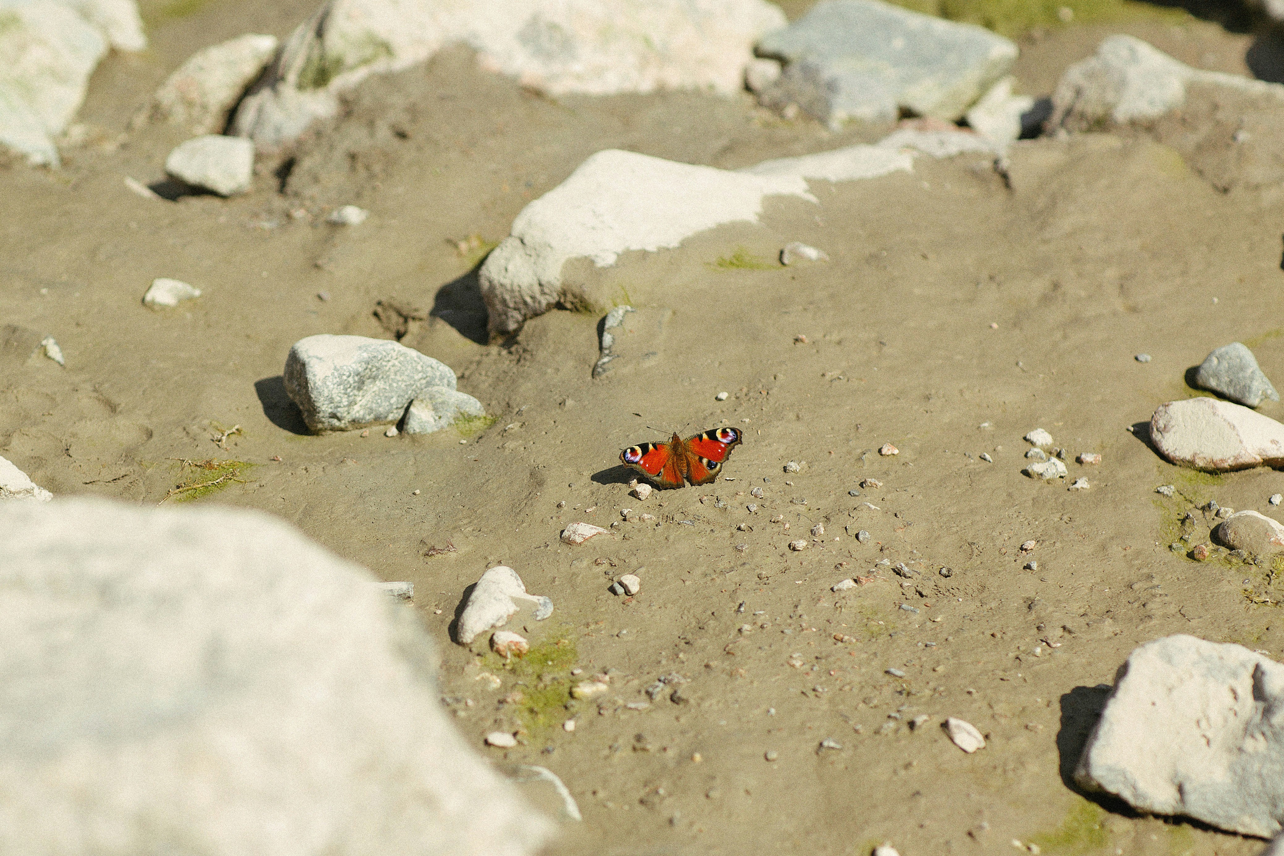 Crimson Butterfly on a Pebble Stage