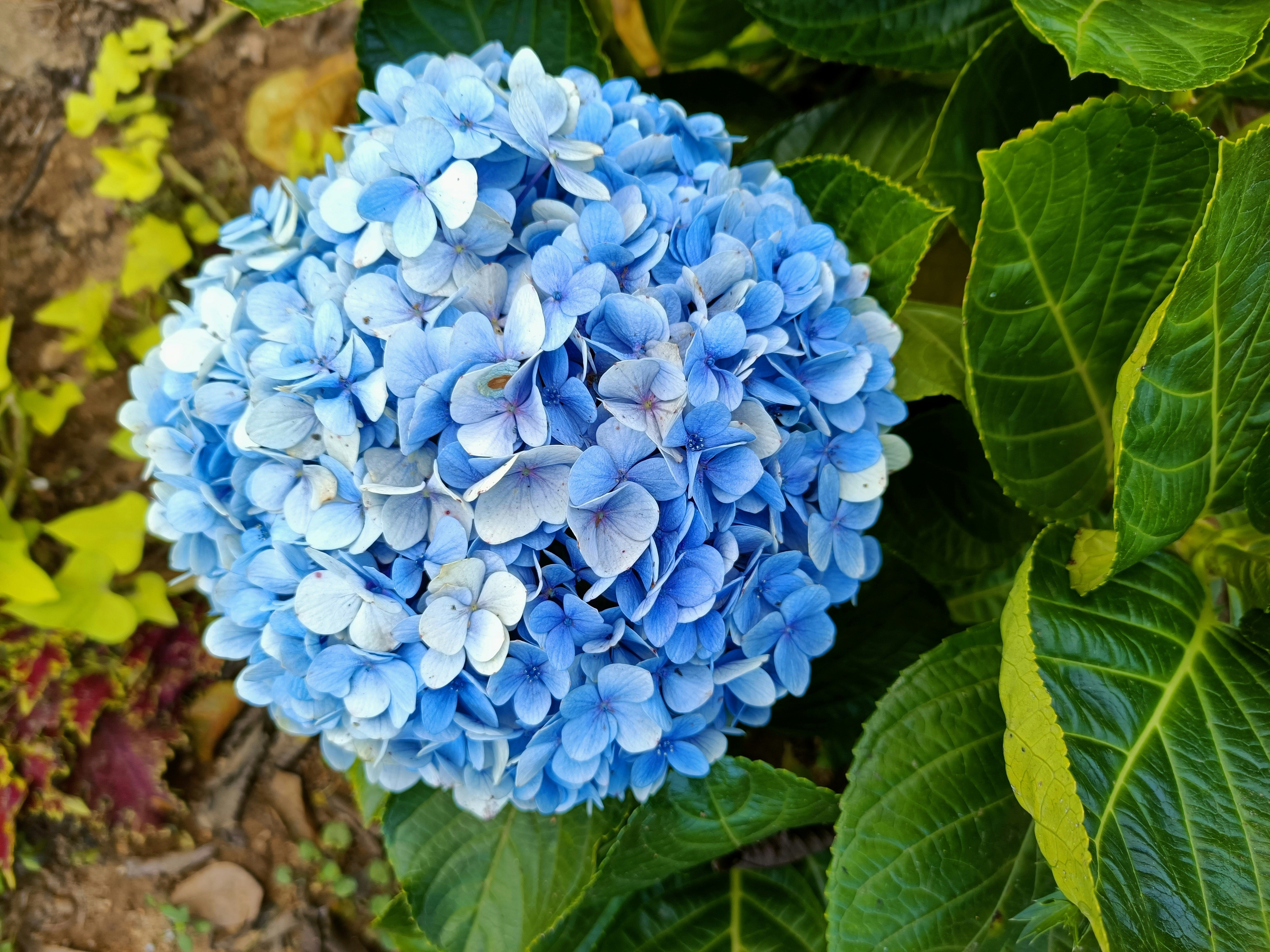 Cluster of blue hydrangea flowers surrounded by vibrant green leaves, showcasing nature's intricate beauty.