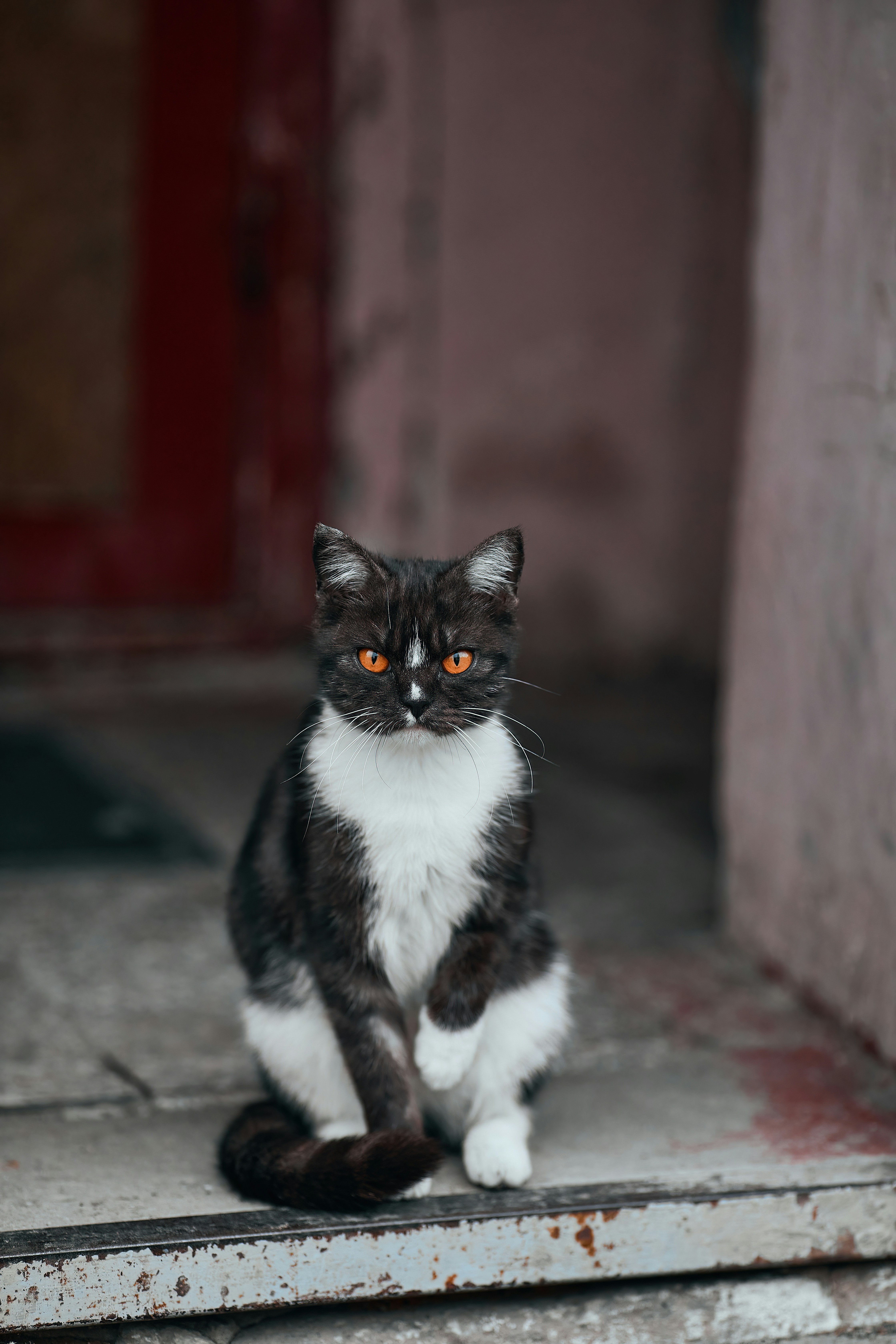 Vertical background with a beautiful bicolor cat with bright orange eyes and black and white fur. A street cat sits on the doorstep of the house
