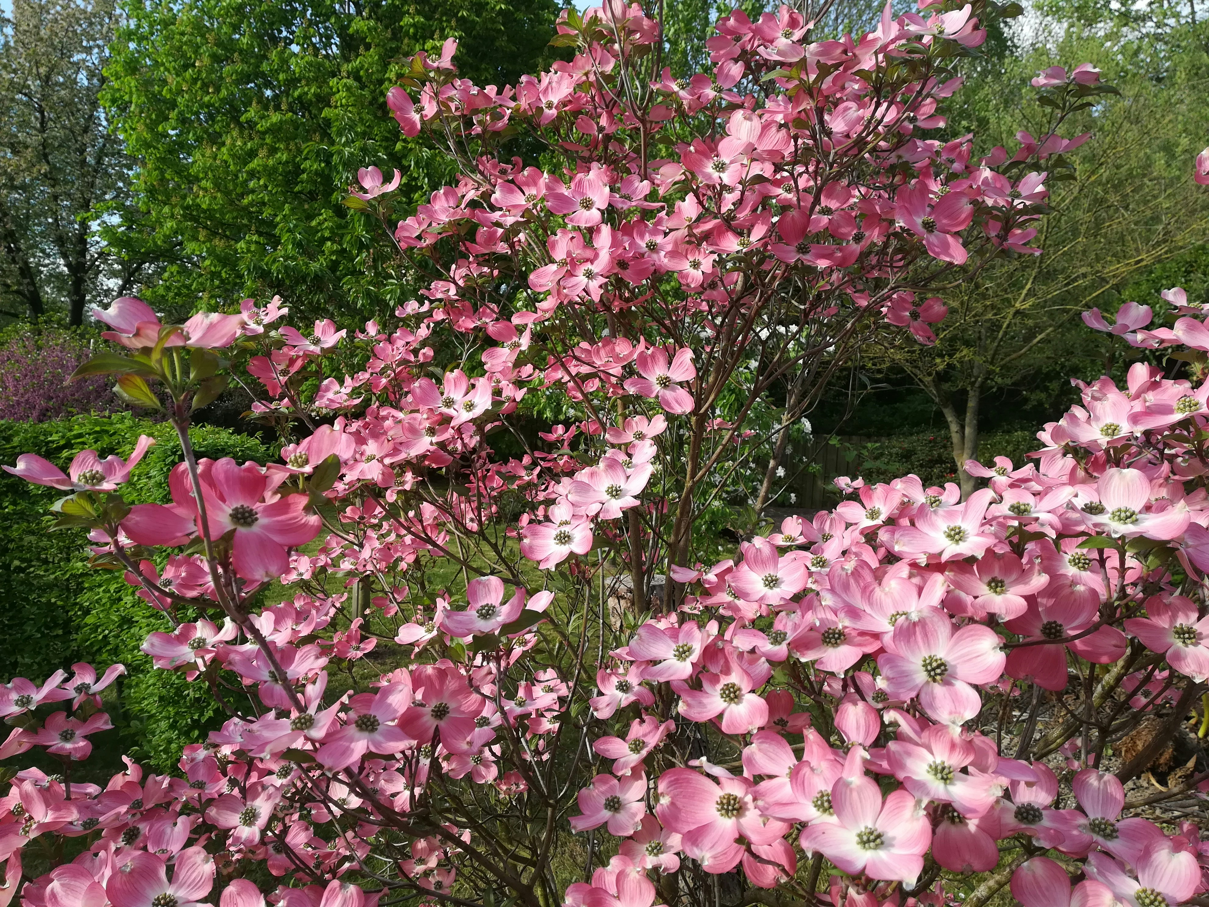 Vibrant pink dogwood flowers bloom amidst lush greenery, creating a picturesque spring scene.