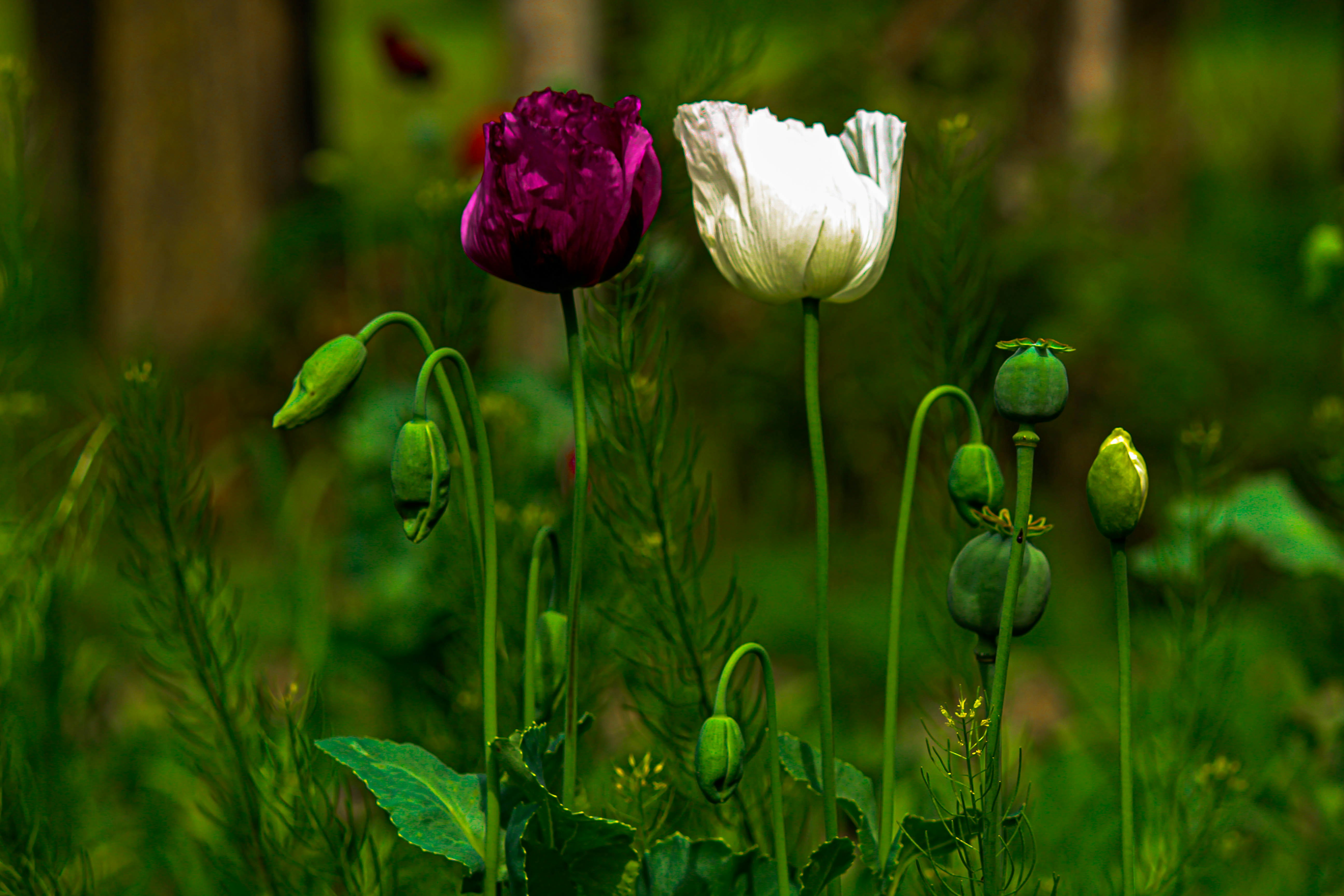 a couple of flowers that are in the grass