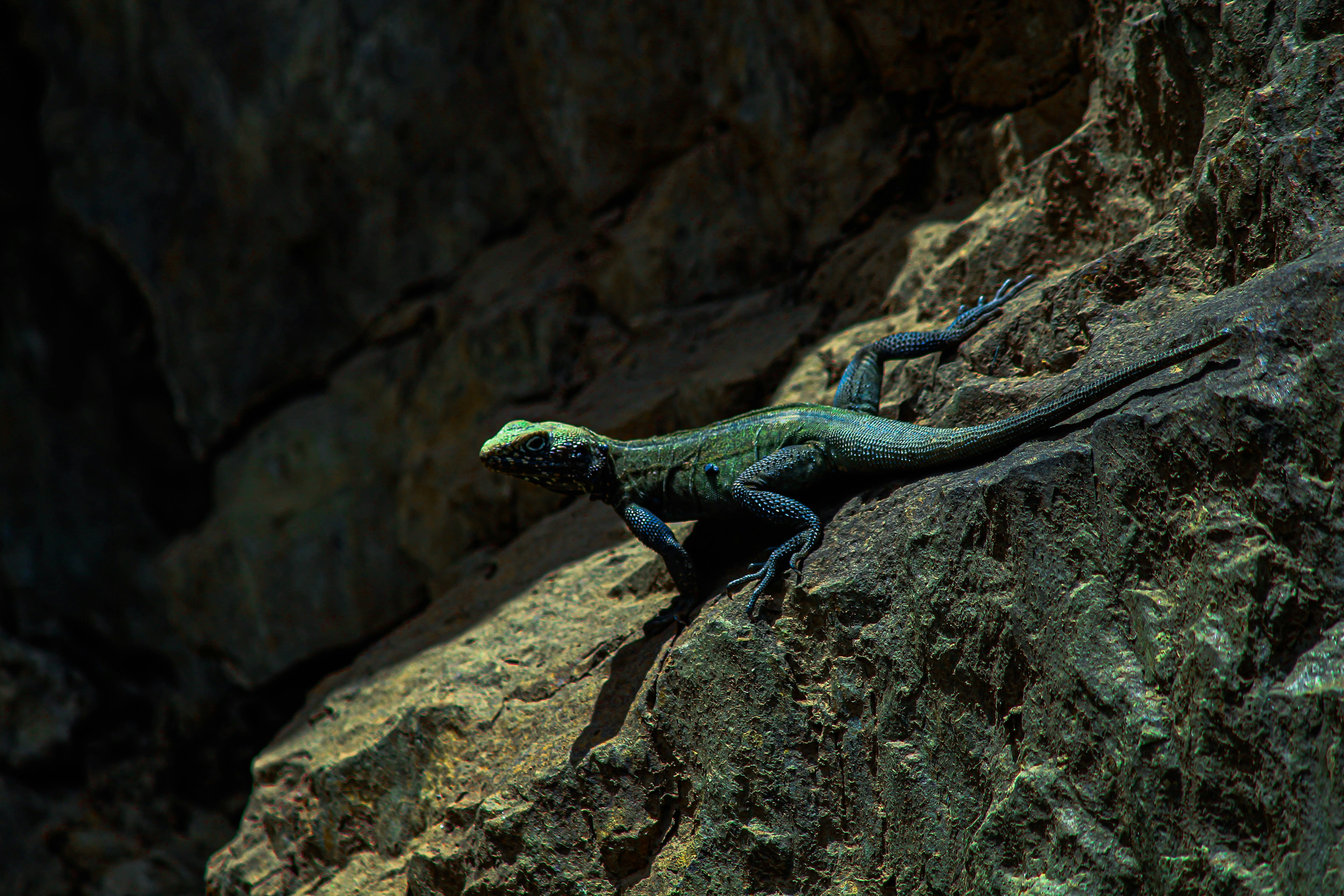 a lizard is sitting on the side of a rock