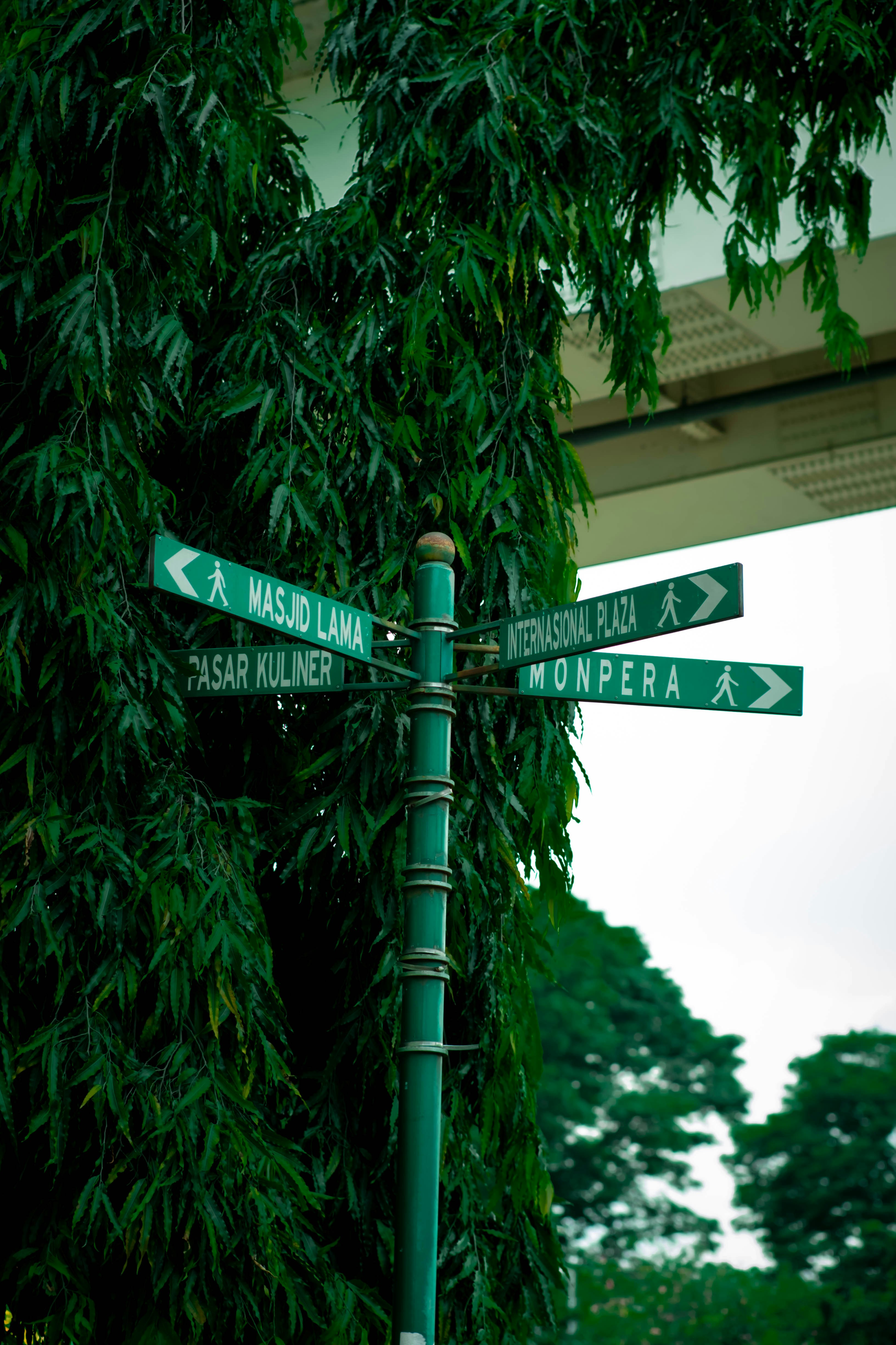 A green street sign sitting next to a lush green tree photo – Free ...