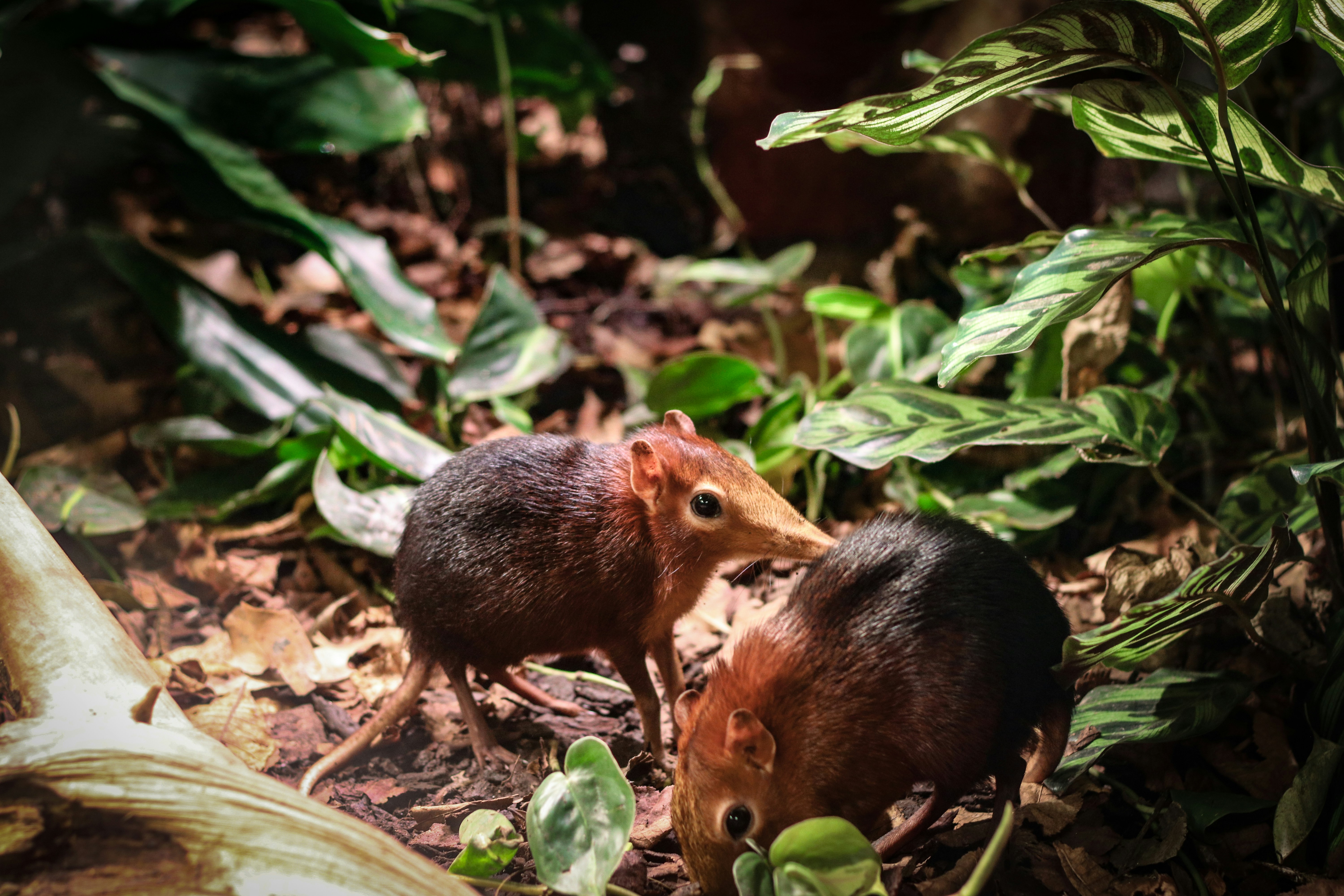 Forest Floor Animals