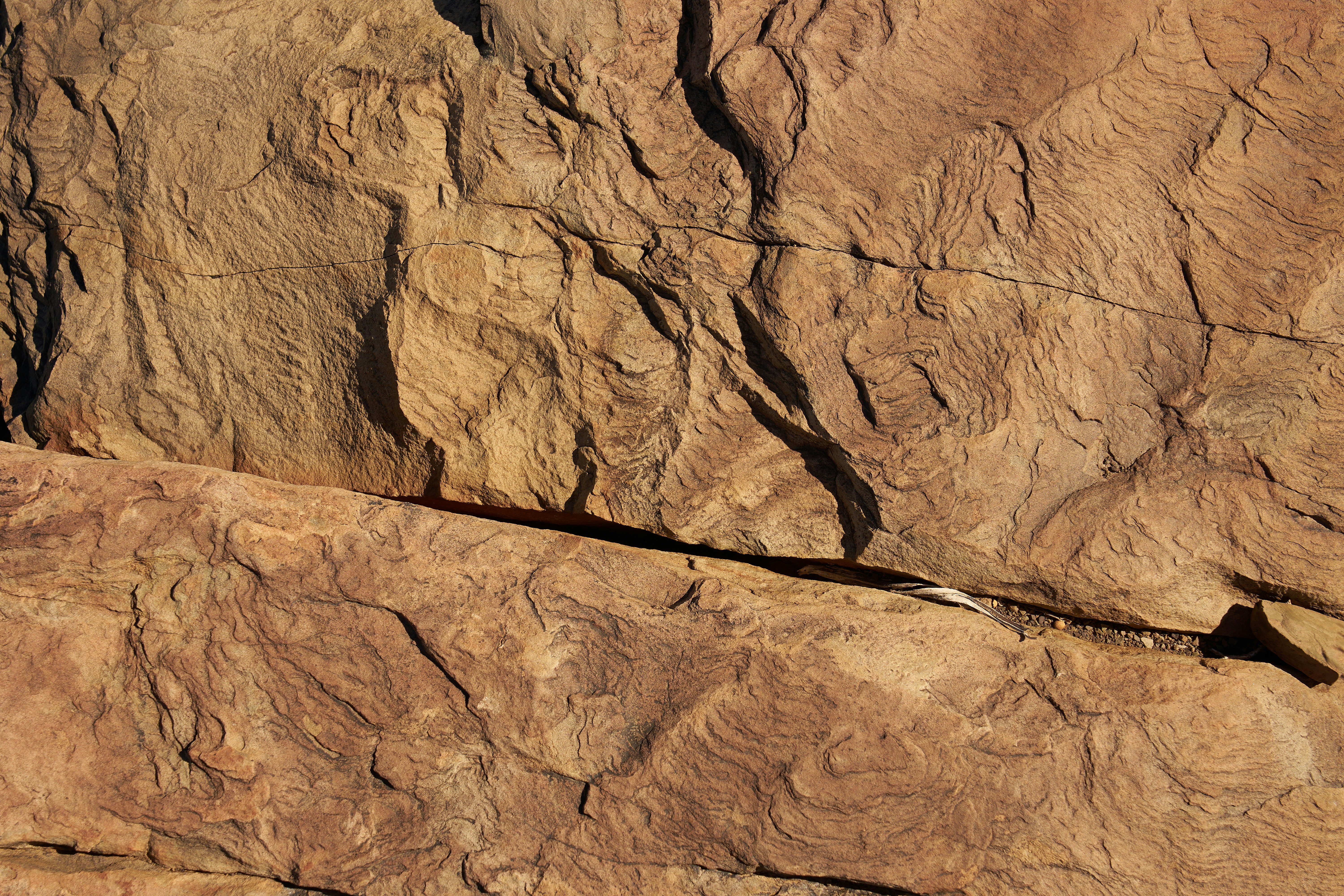 A bird is perched on a rock ledge photo – Free Pattern Image on Unsplash