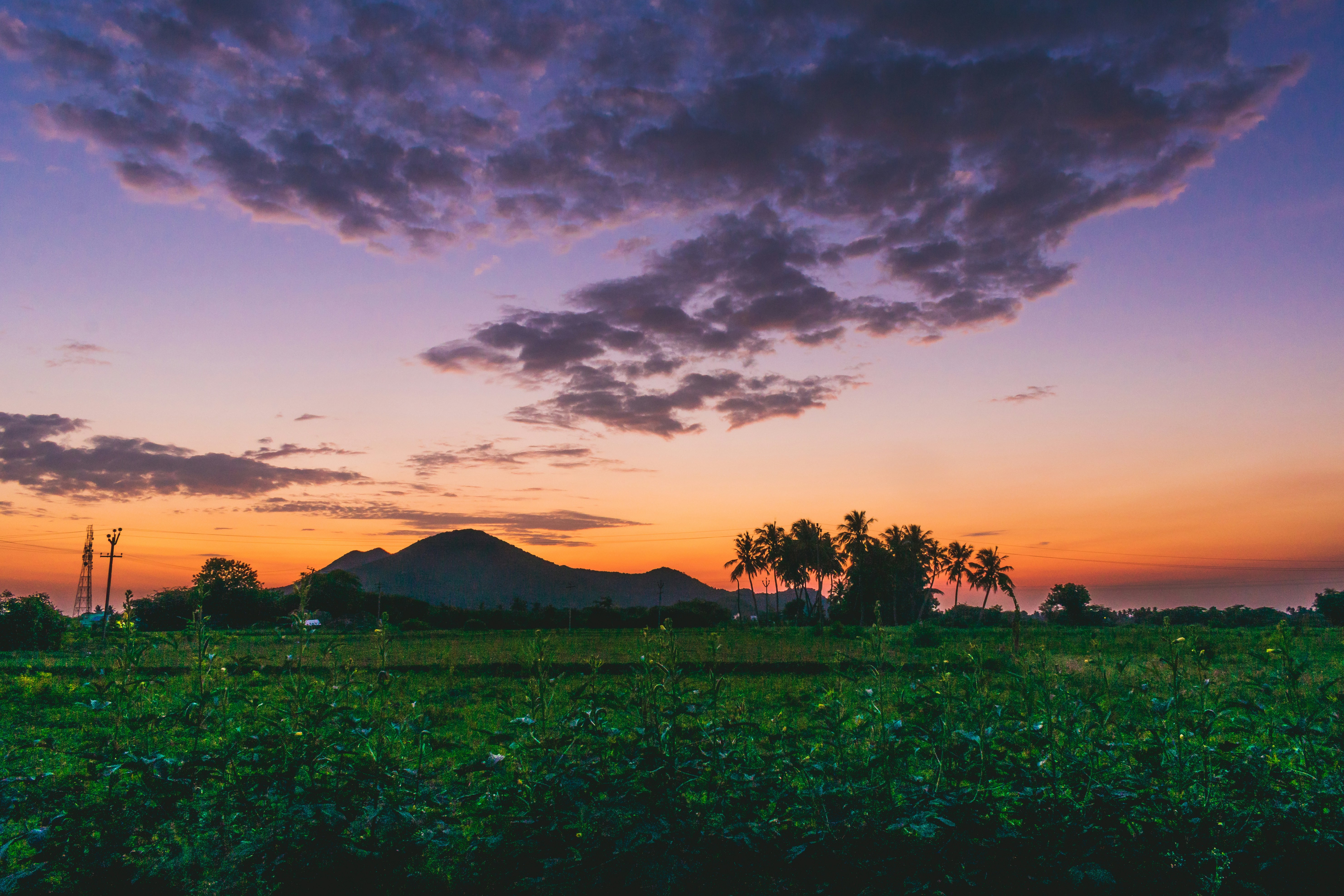 Dusky Field Beneath a Velvet Sky