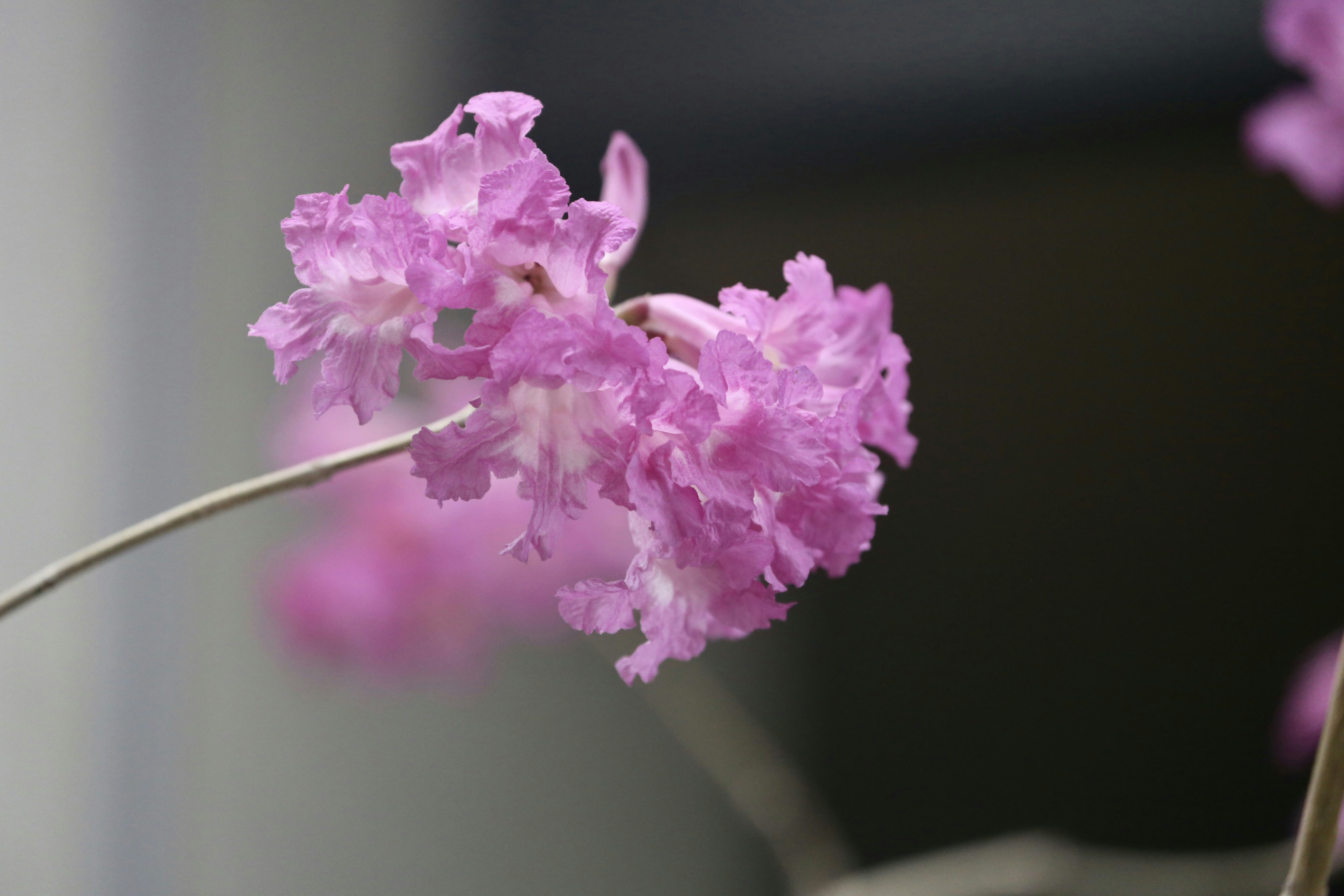 a close up of a pink flower with a blurry background