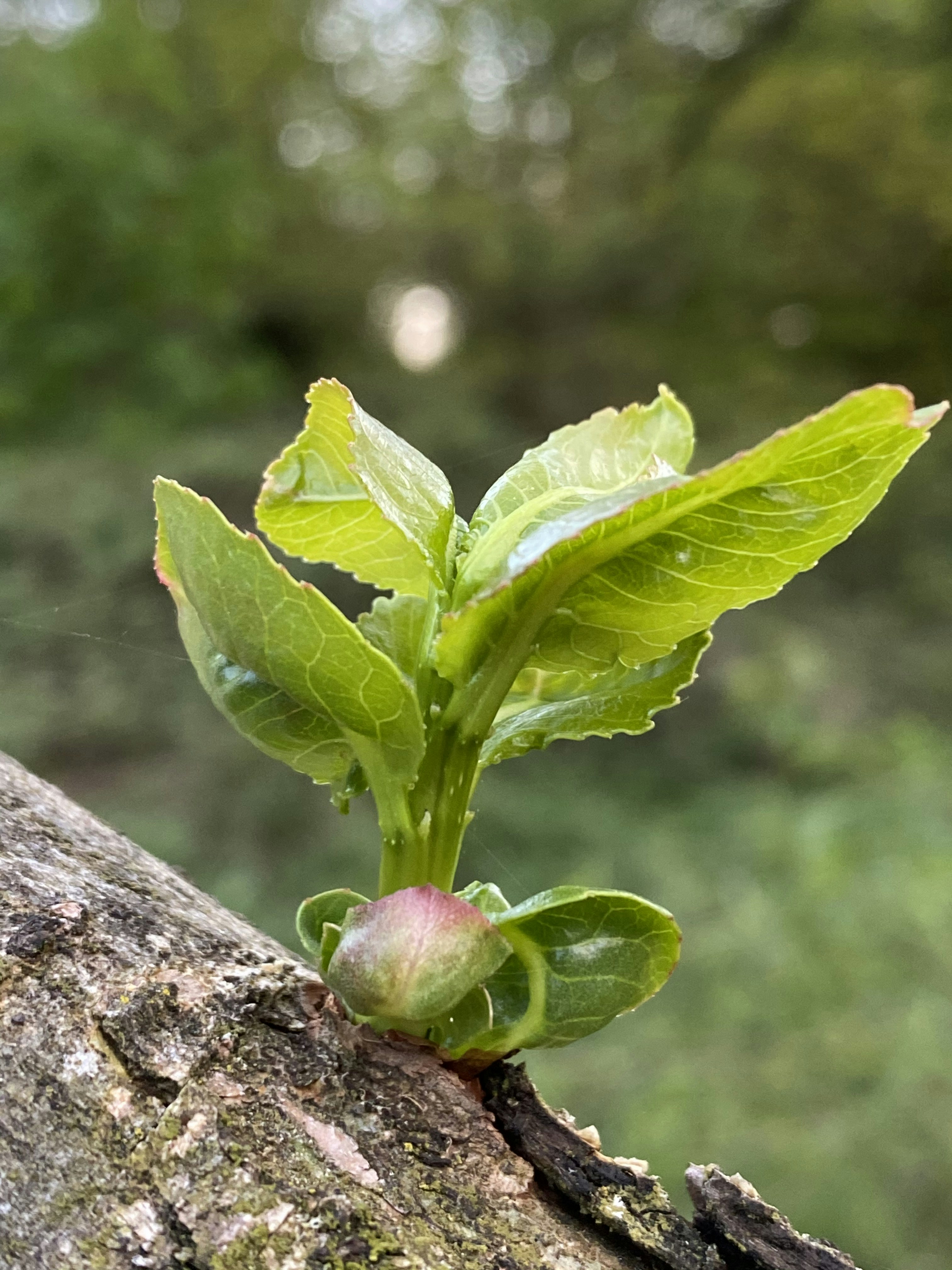 A small plant sprouting out of the bark of a tree photo – Free Green ...