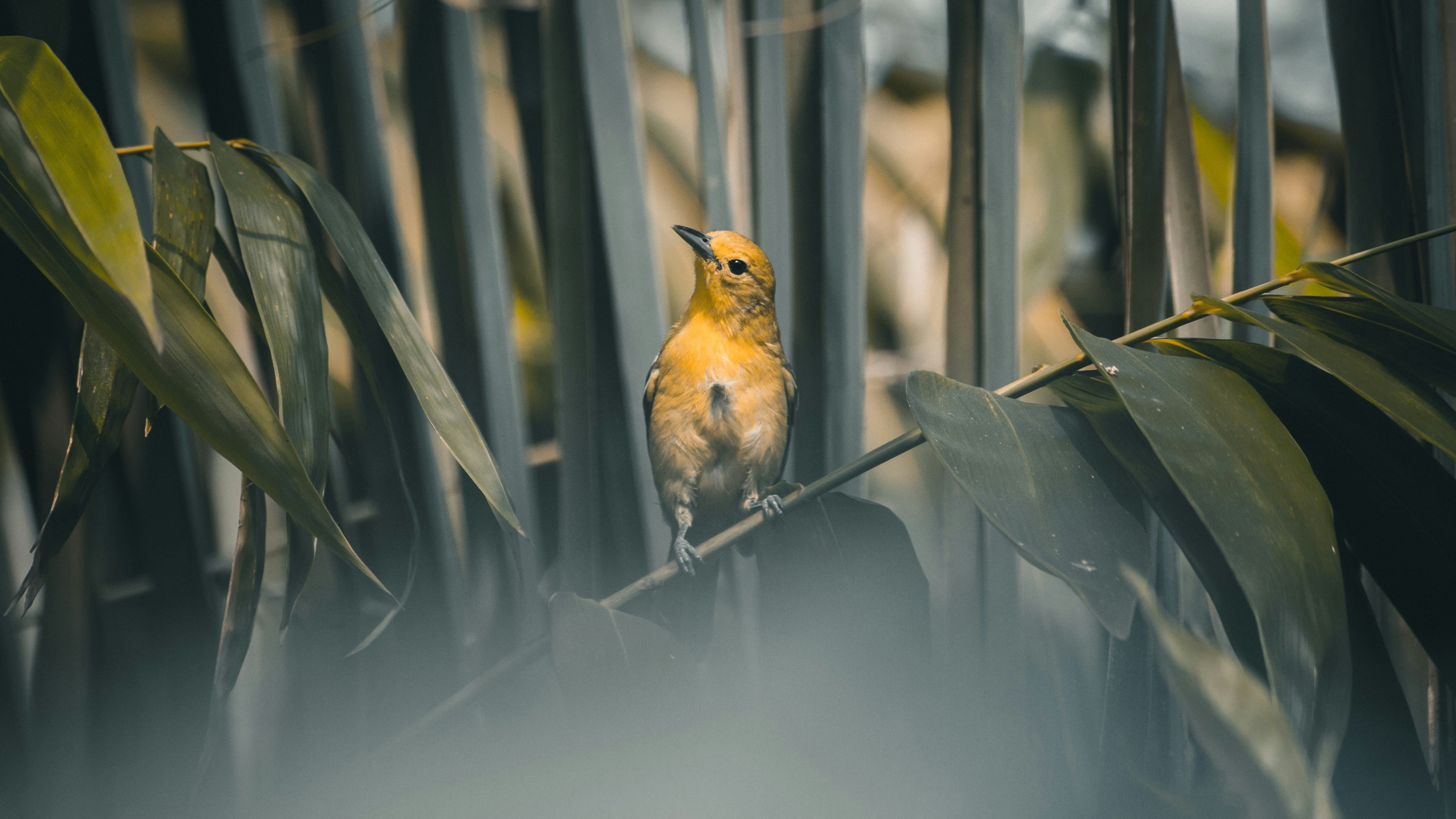 A vibrant yellow bird perches delicately on a branch amidst lush green foliage, showcasing its vivid colors and serene presence.
