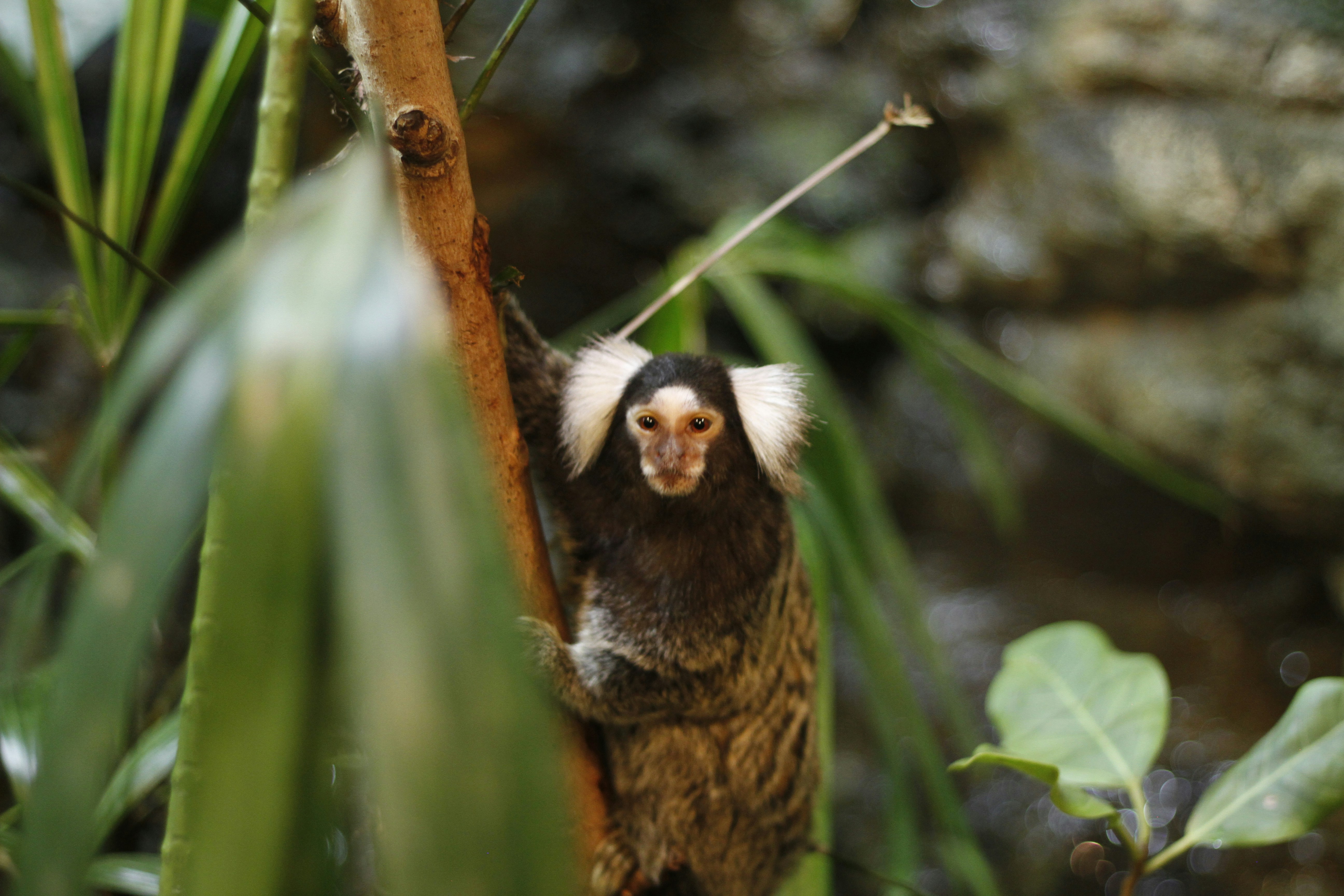 A marmoset clings to a tree trunk amidst lush greenery, showcasing its distinctive features and curious expression.