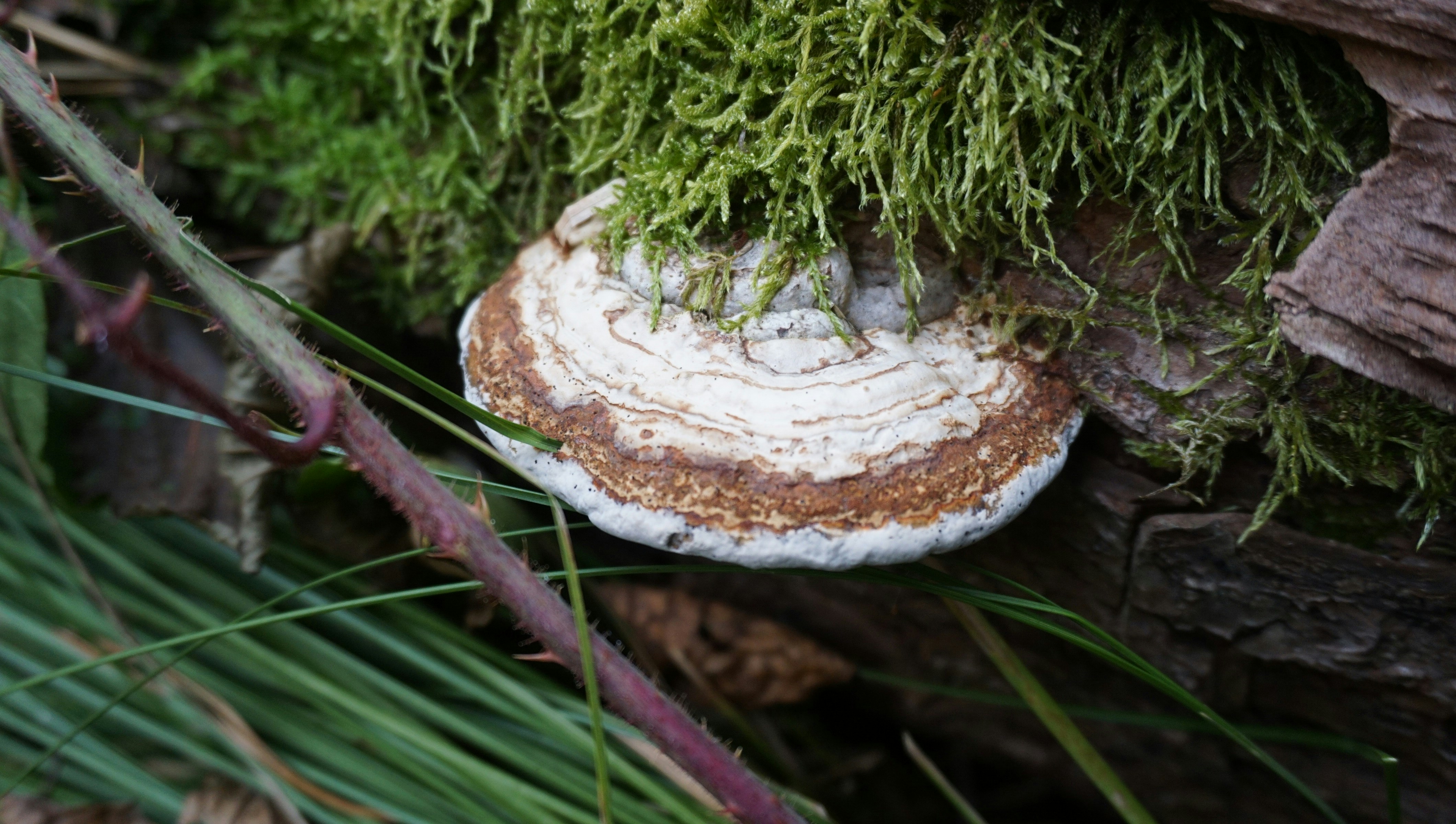 Bracketed Shelf: A shelf fungus clinging to mossy wood