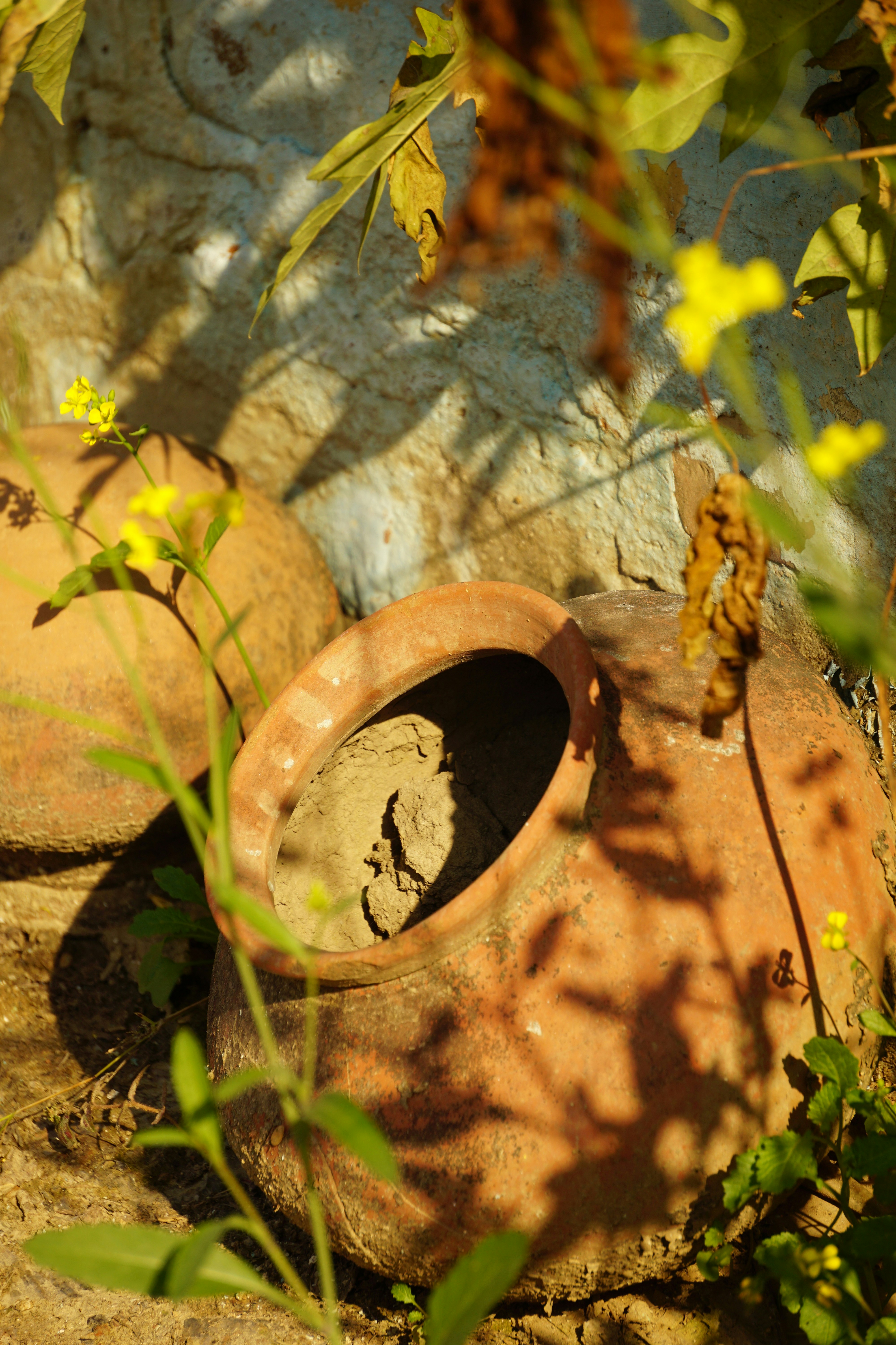 Earthen pots nestled among vibrant foliage, revealing a blend of nature and craftsmanship. The scene captures the rustic charm of traditional pottery.