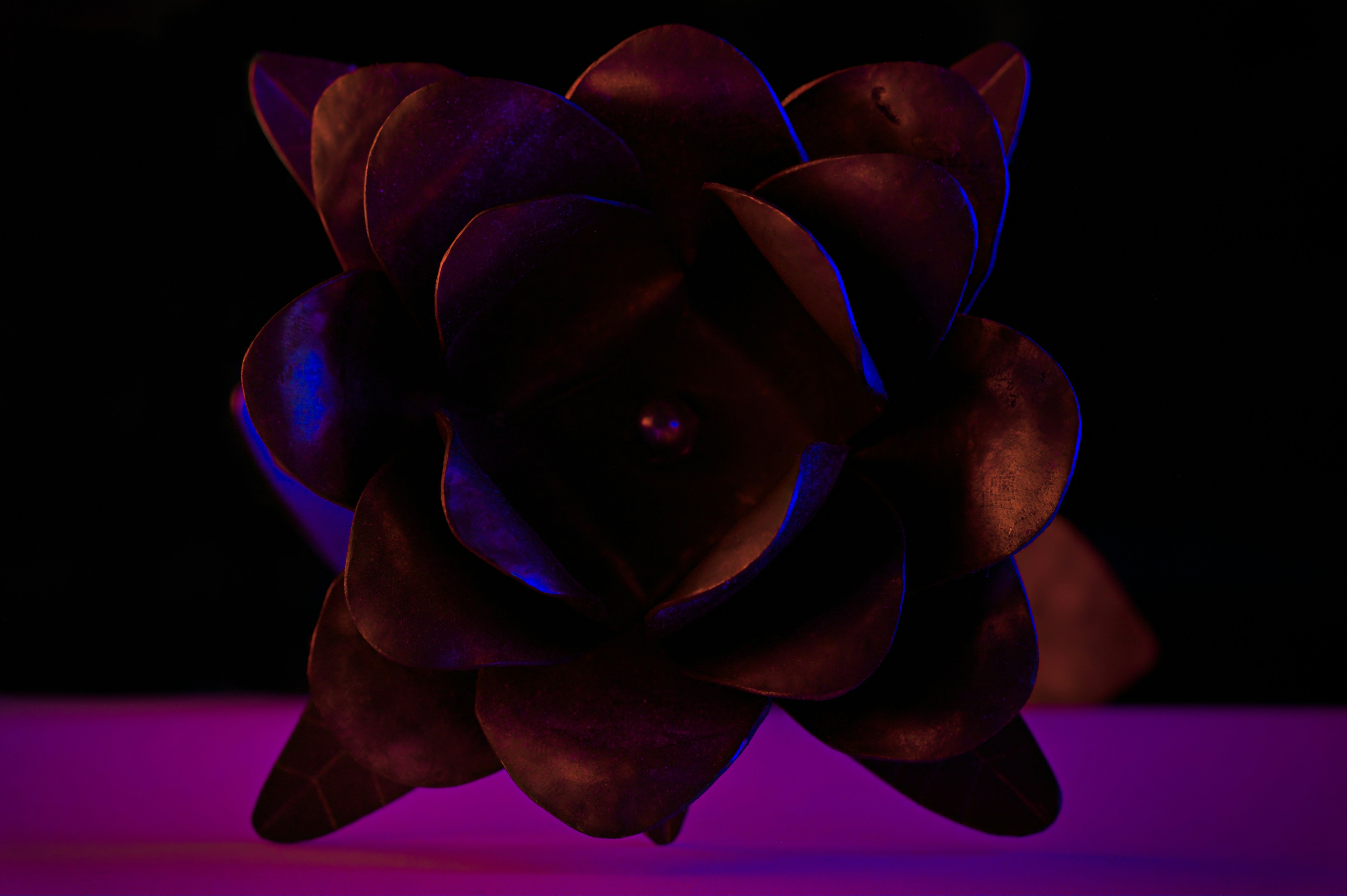 Nocturnal Rosette under Electric Purple Glow