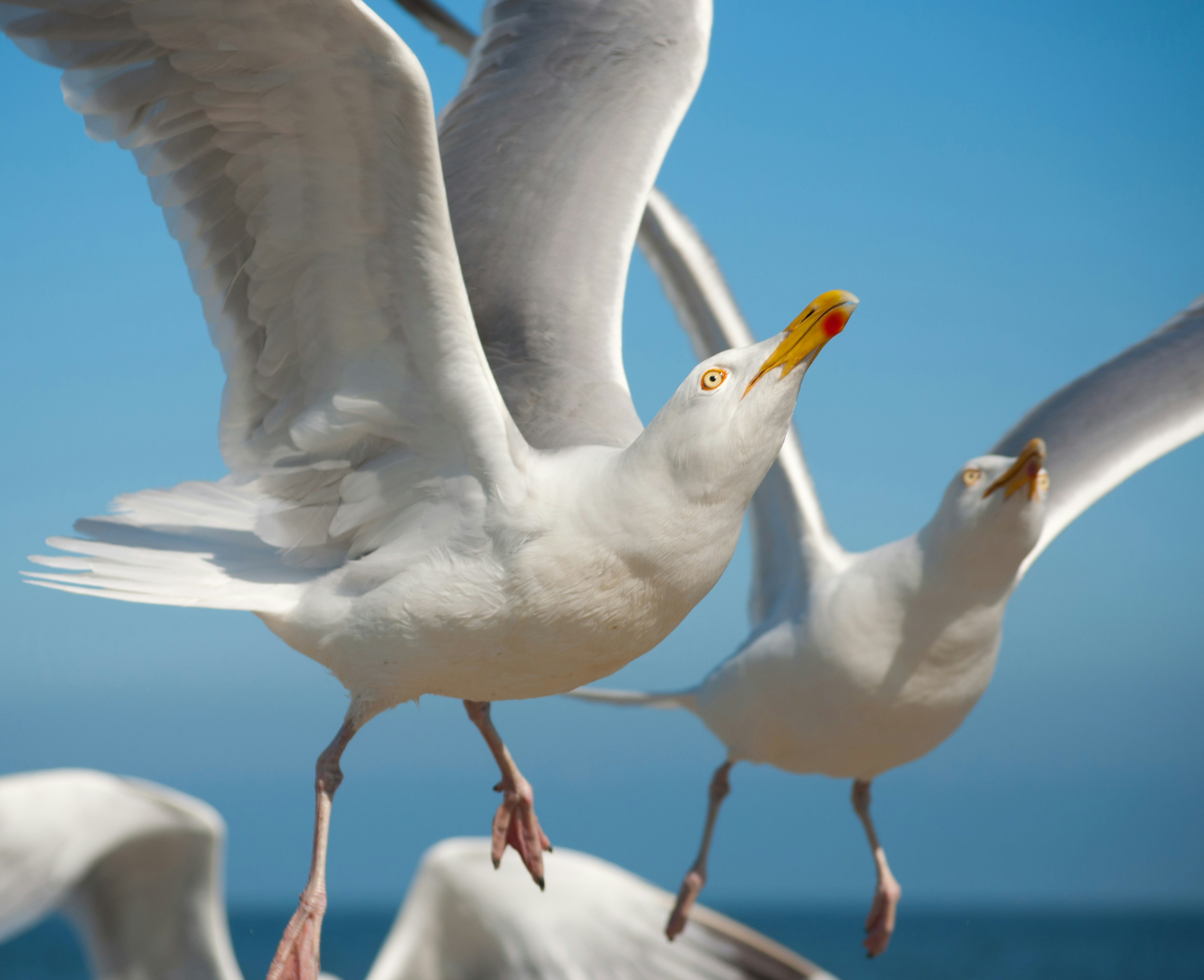 Seagulls in mid-flight against a clear blue sky, capturing the essence of freedom and coastal life.