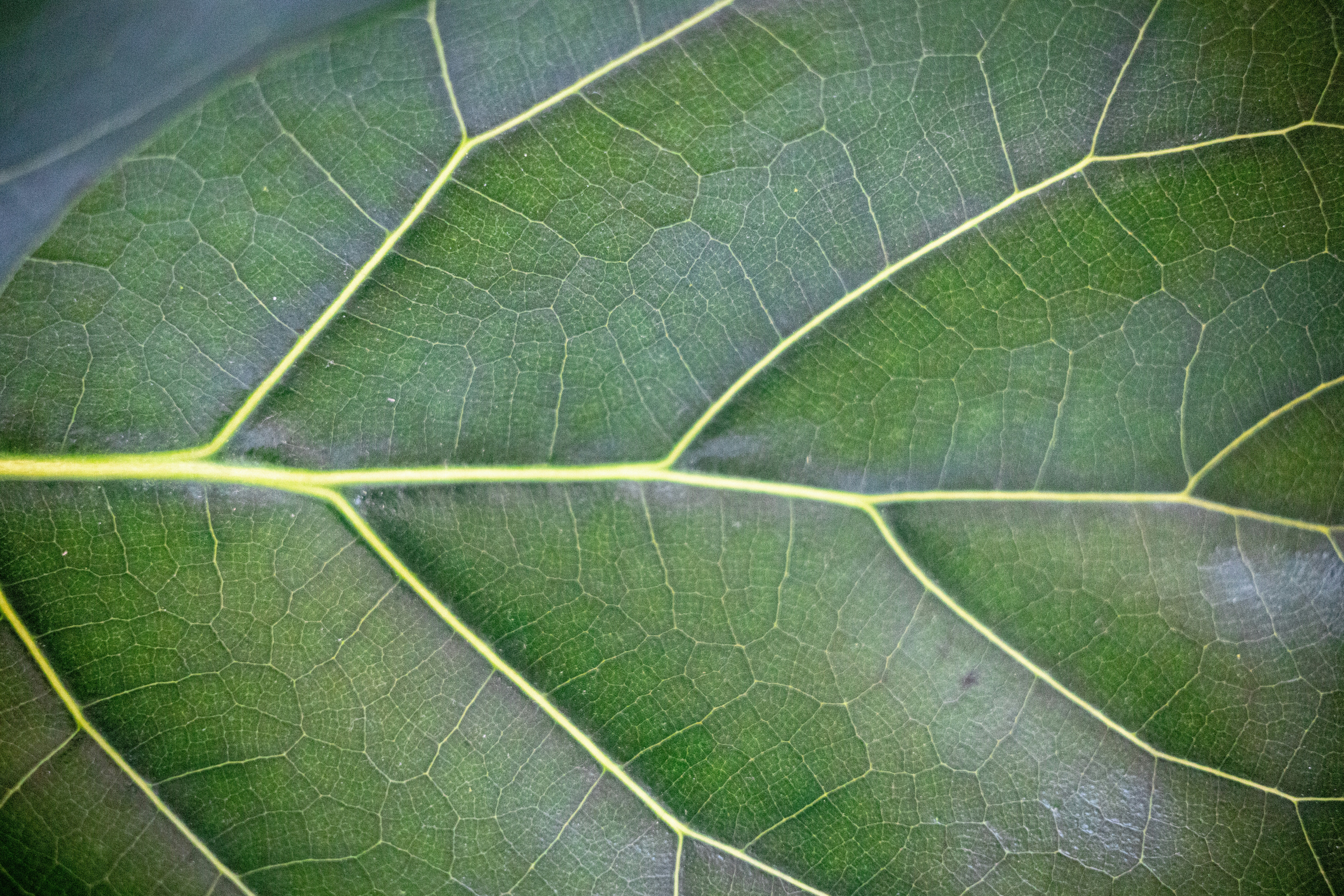 Close-up of a green leaf showcasing its intricate vein structure and texture. The natural patterns highlight the leaf's vitality.