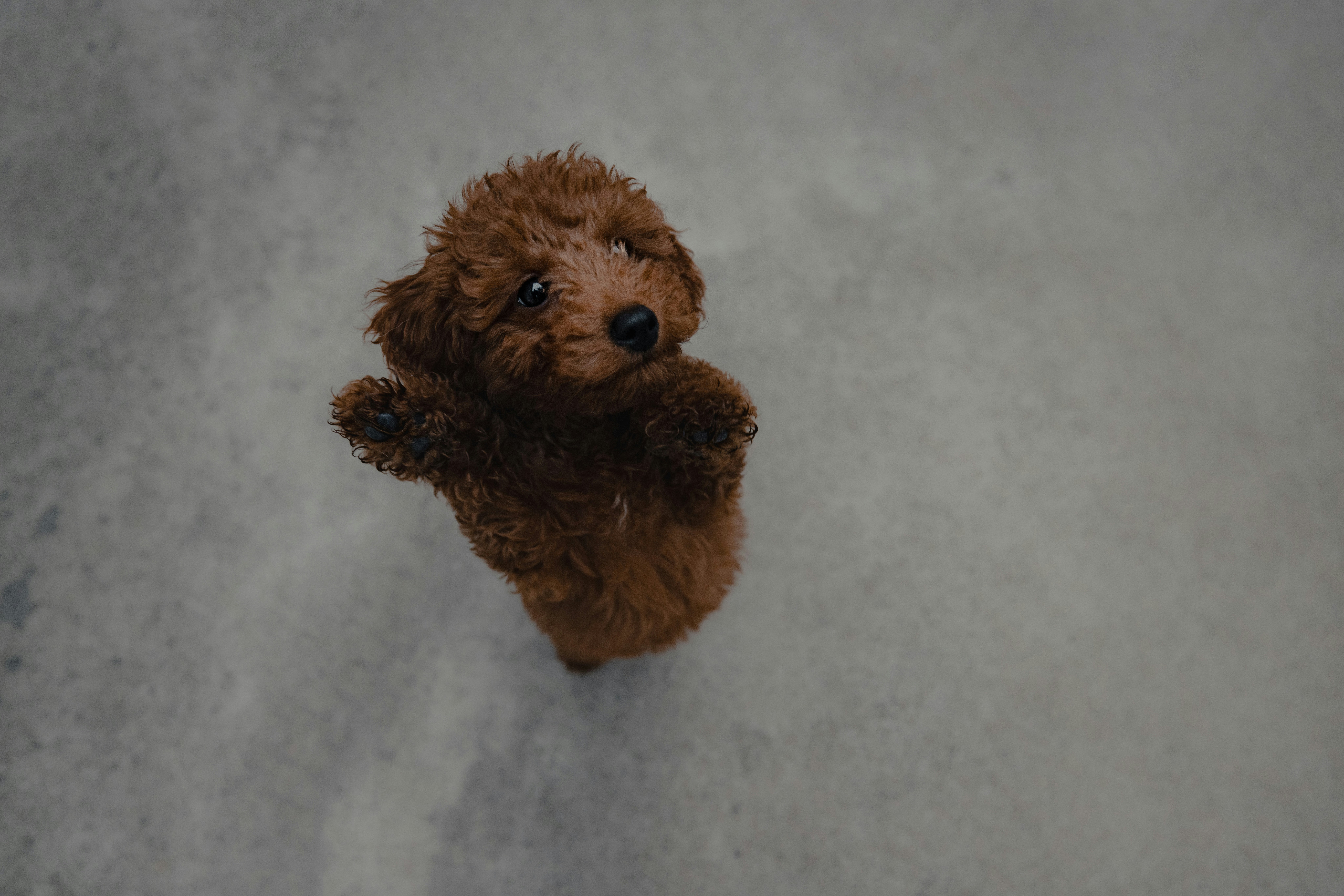 Upward Gaze on Concrete: A Tiny Brown Poodle Reaches for the Camera