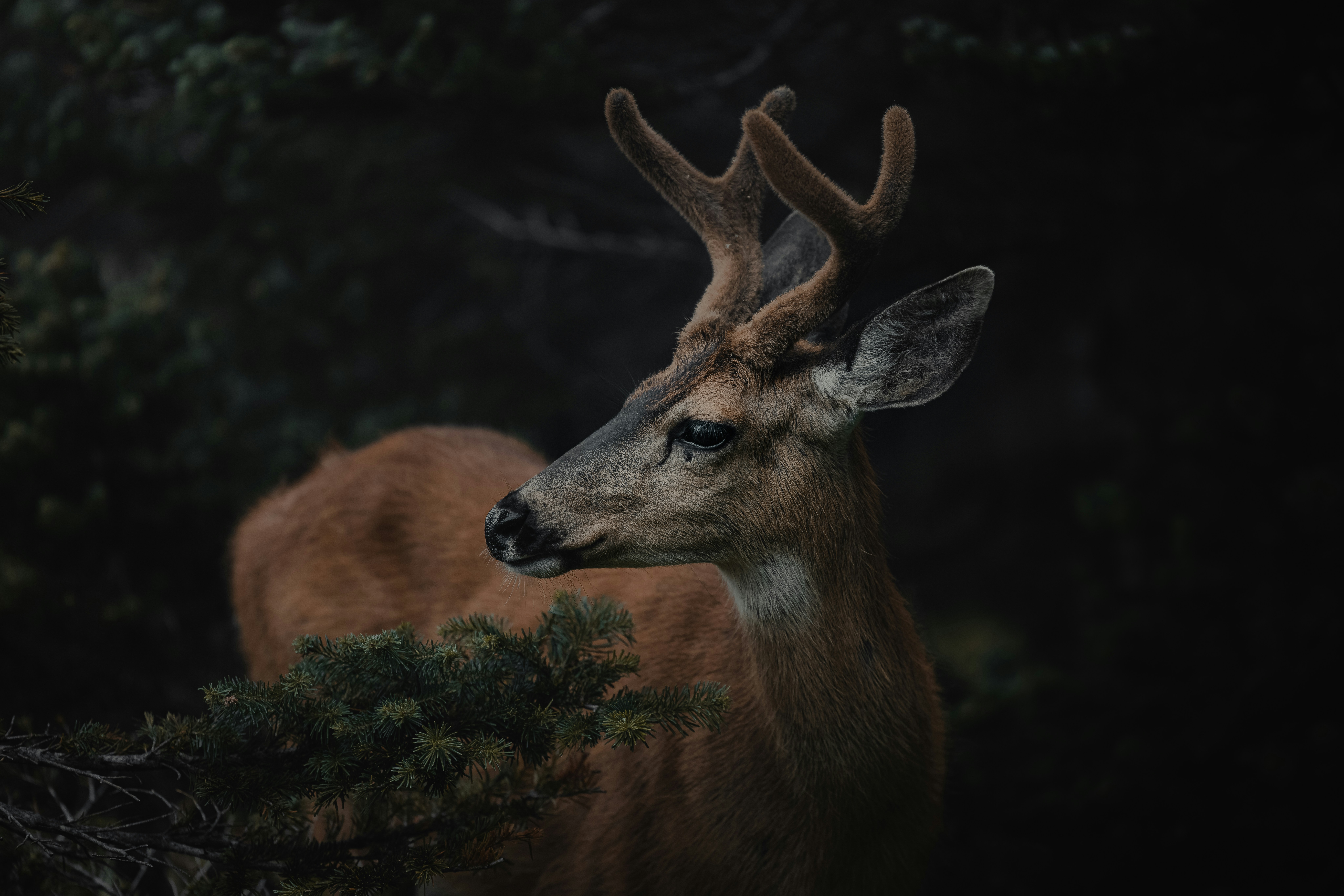 Young deer with velvet antlers stands amidst shadowy evergreen foliage.