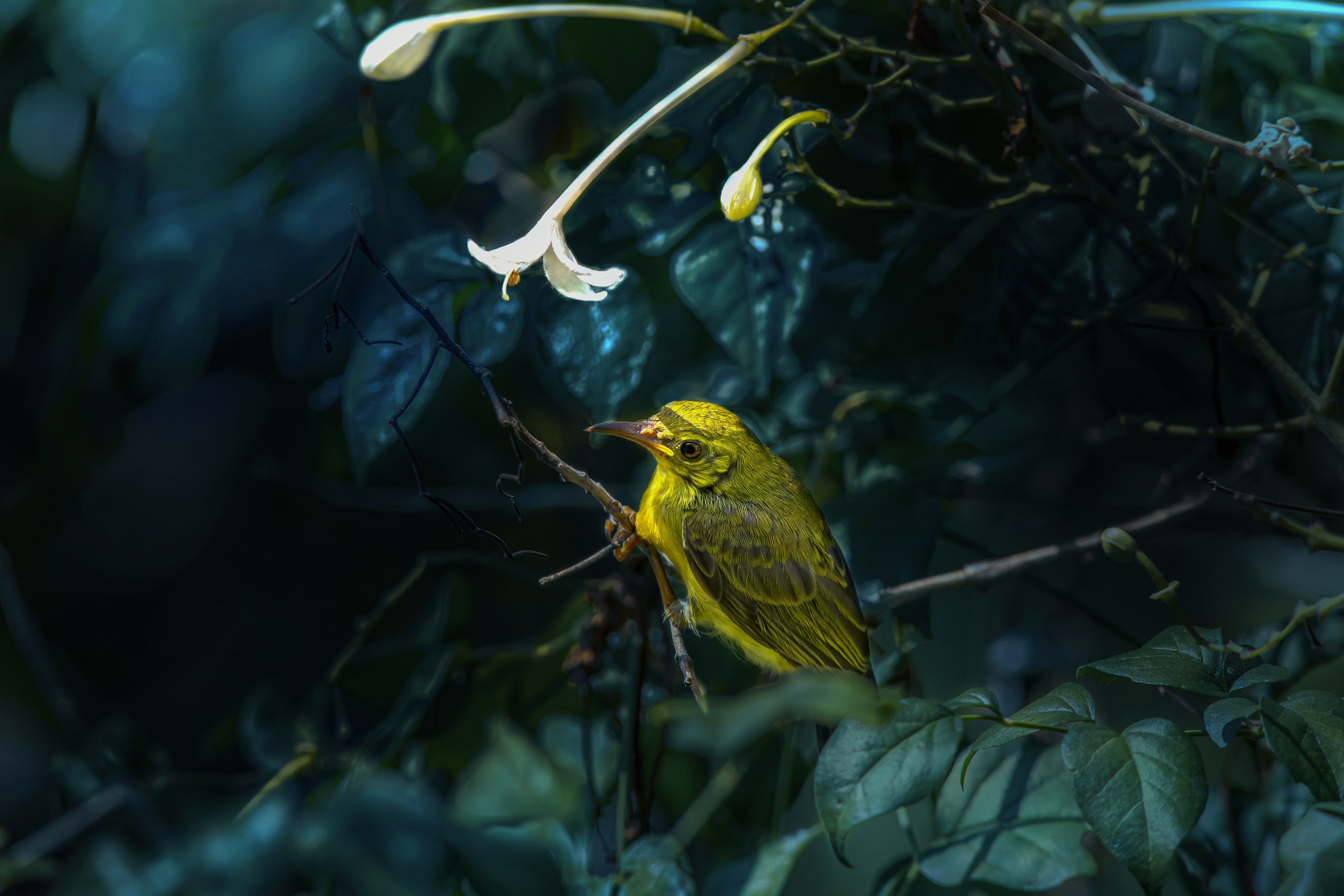 A small yellow bird perched on a tree branch photo – Free Ao nang Image ...