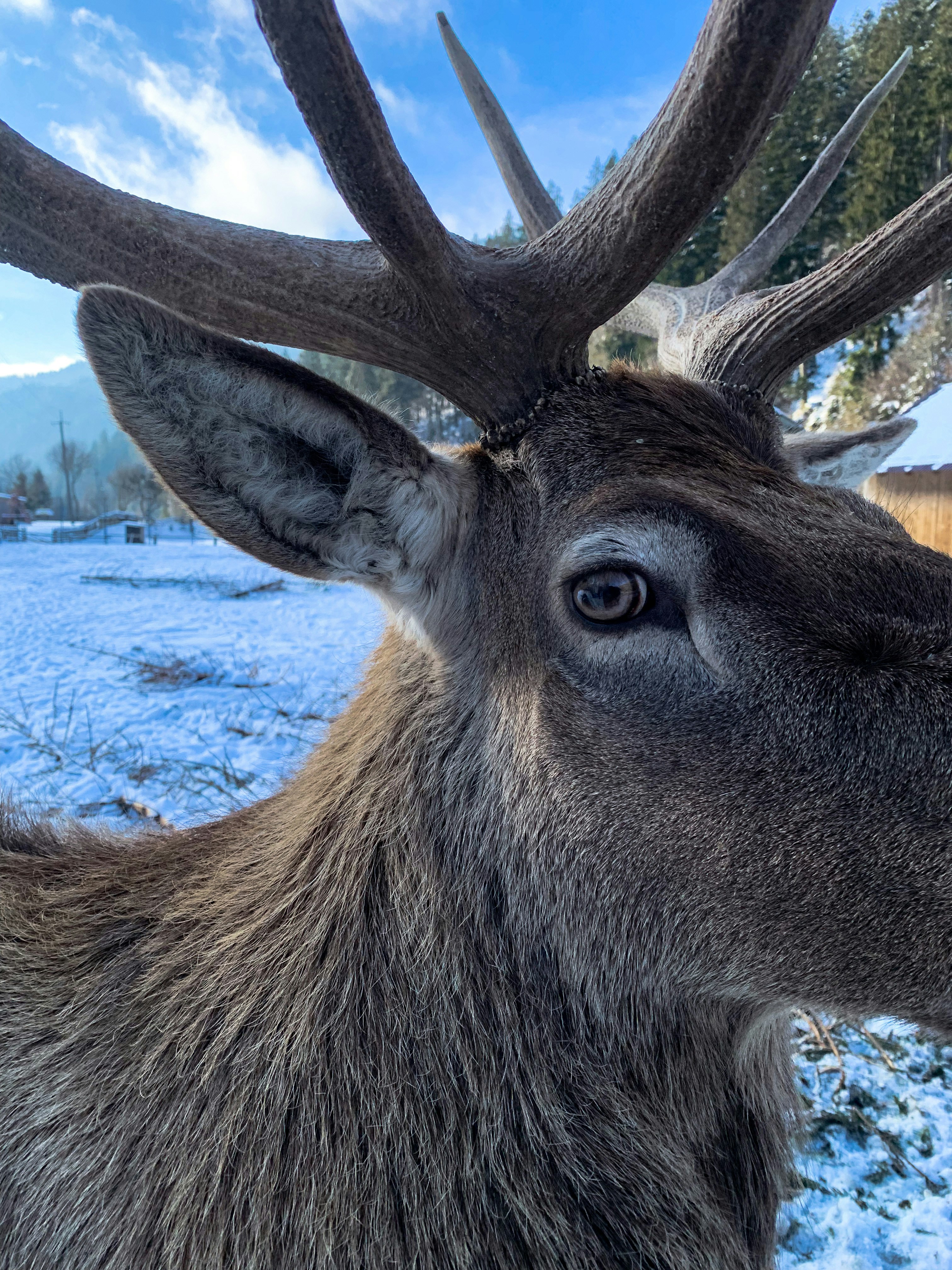 Glimpse Through Velvet Antlers: A Close-Up Elk Portrait Against a Snowy Backdrop