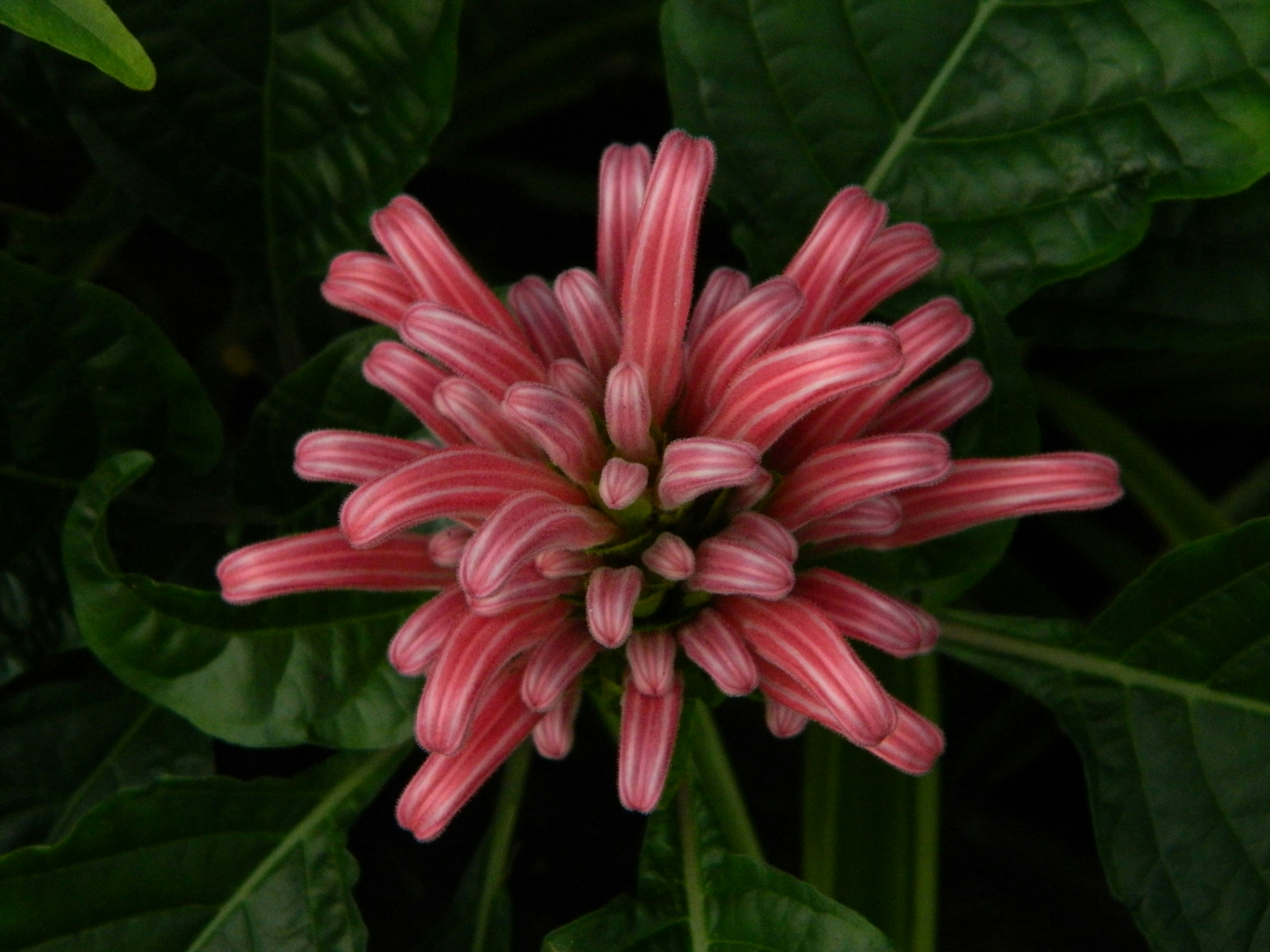 A vibrant pink flower with uniquely twisted petals surrounded by lush green foliage.