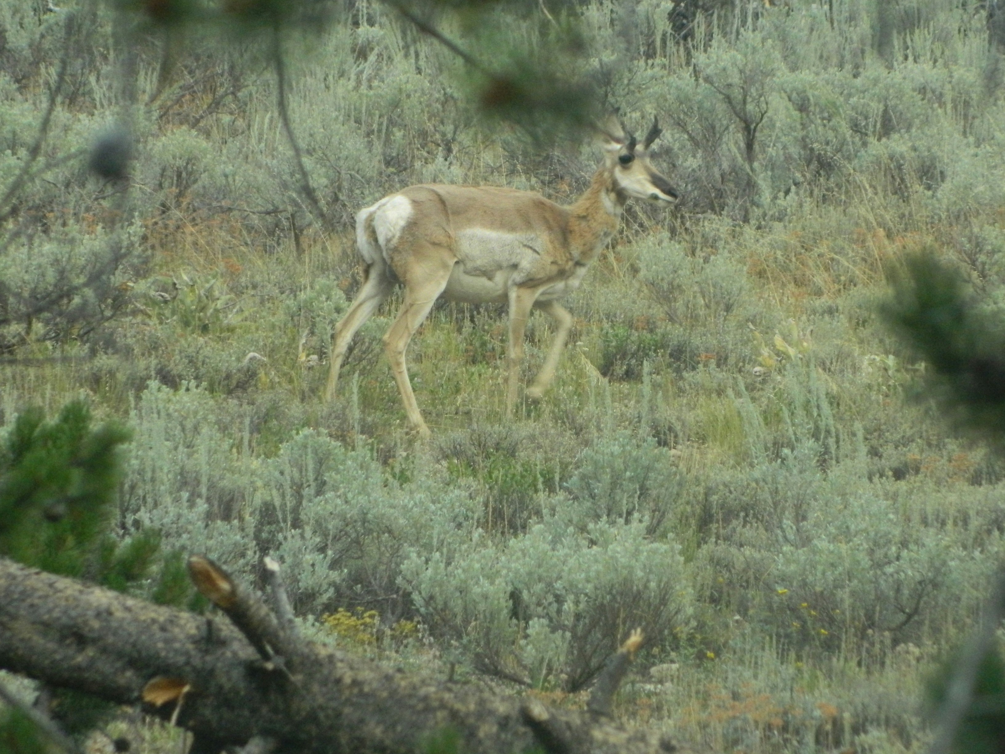 Pronghorn antelope walking through a sagebrush-covered meadow.