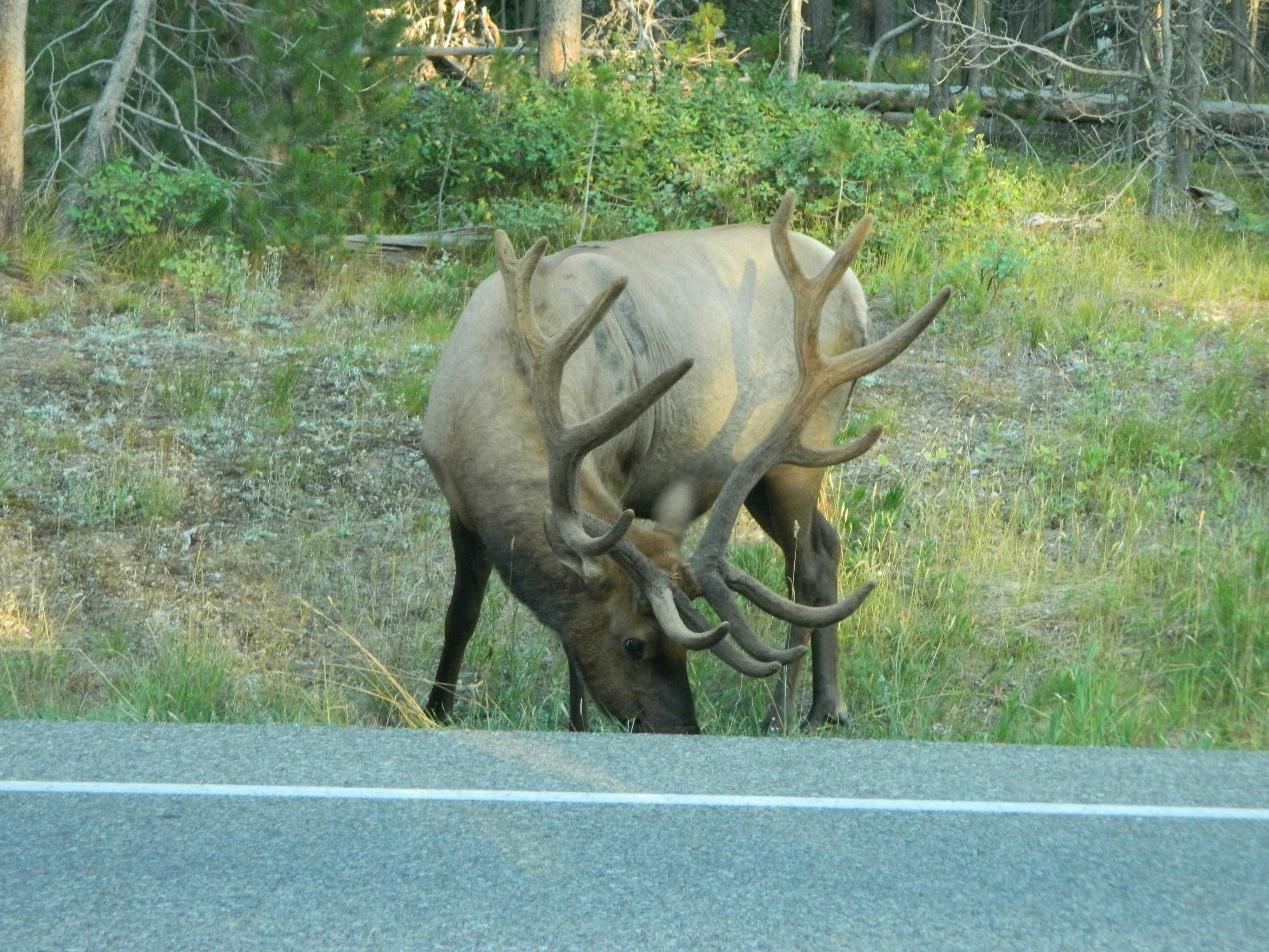 Antlered Sentinel by the Roadside