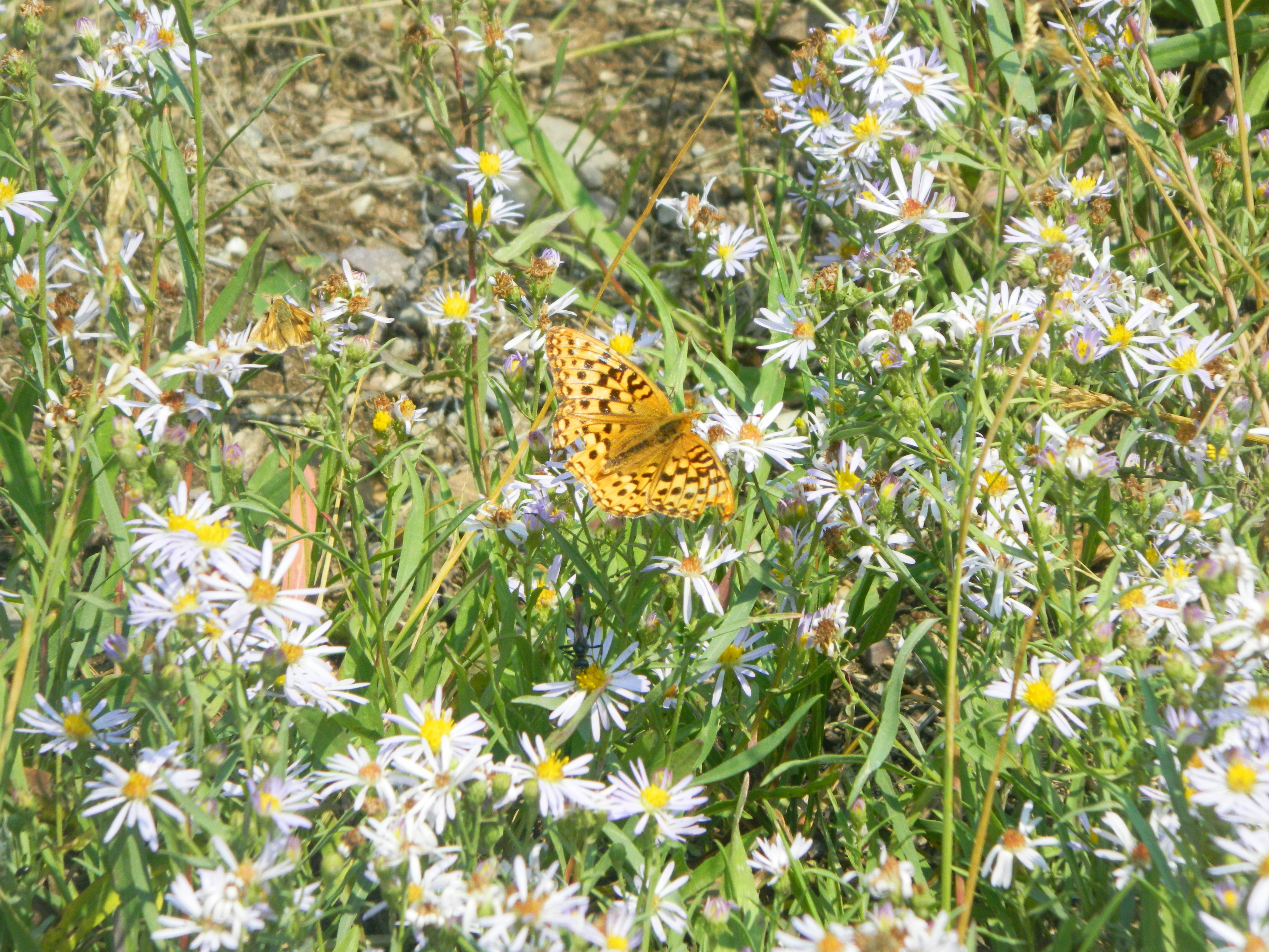 Un papillon assis sur une fleur dans un champ photo – Photo Fleur ...