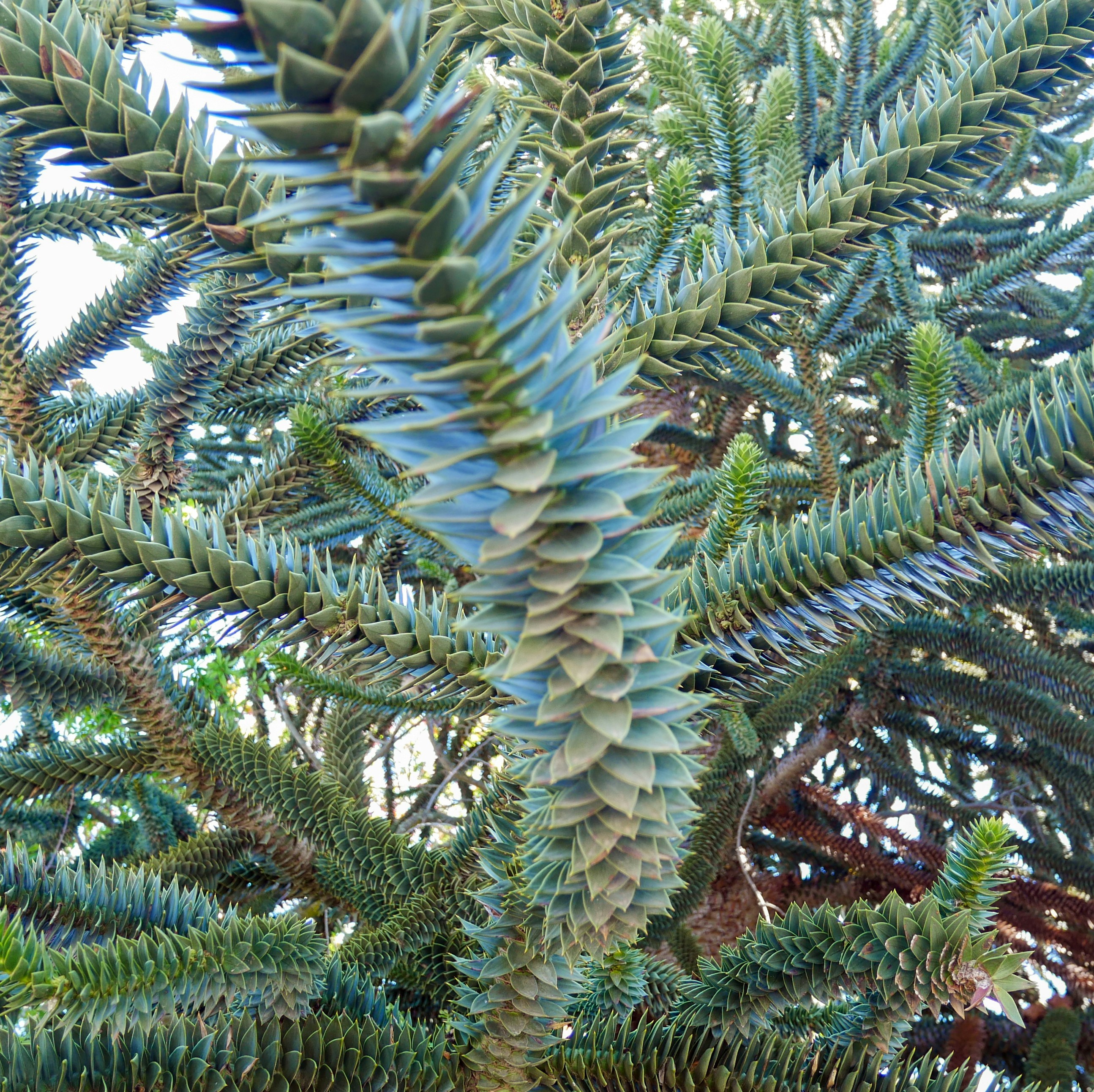 Flowers and plants | 66 best free flower, plant, garden and blossom ...