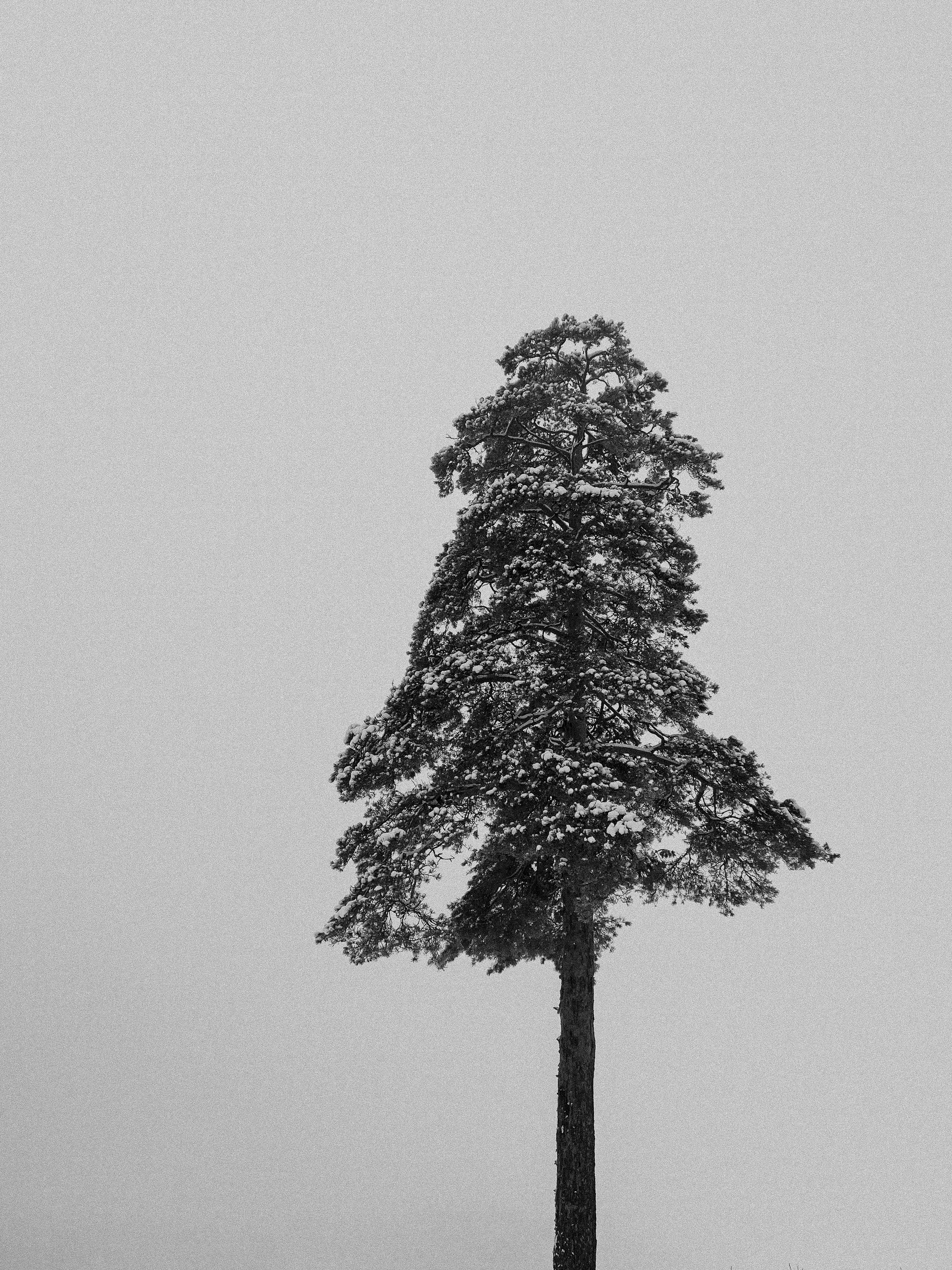 A tall evergreen tree stands alone against a foggy backdrop, evoking a sense of isolation and tranquility.