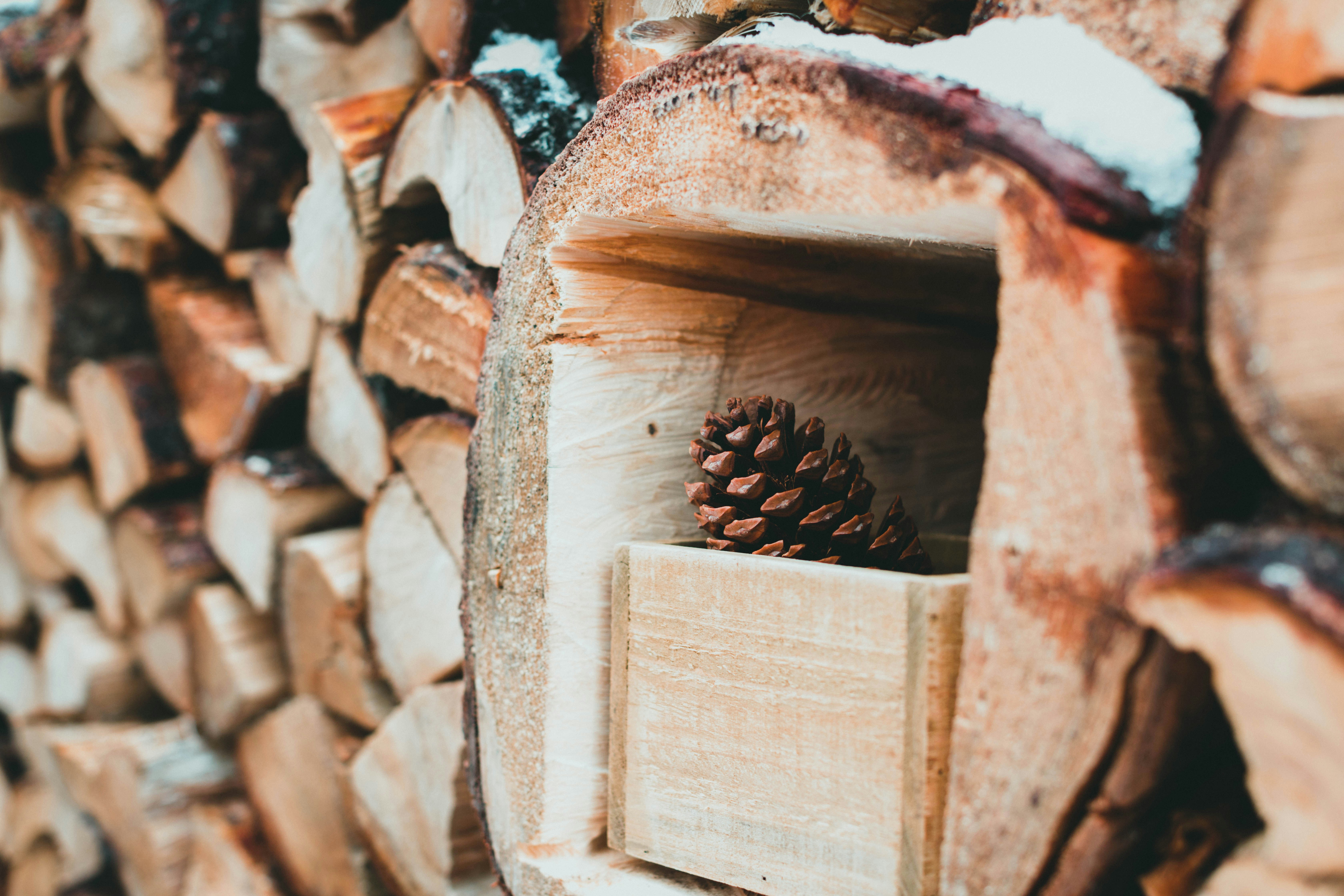A pile of logs with a pine cone in the middle photo – Free Grey Image ...