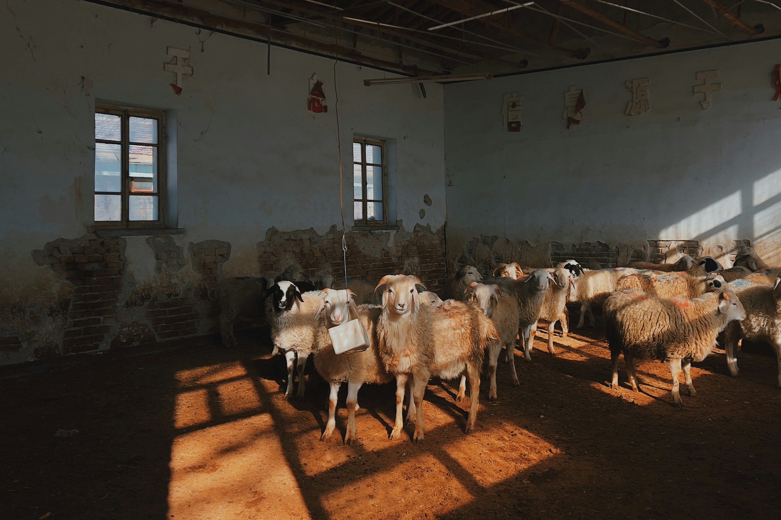 A group of sheep standing in a room photo – Free Shaanxi Image on Unsplash