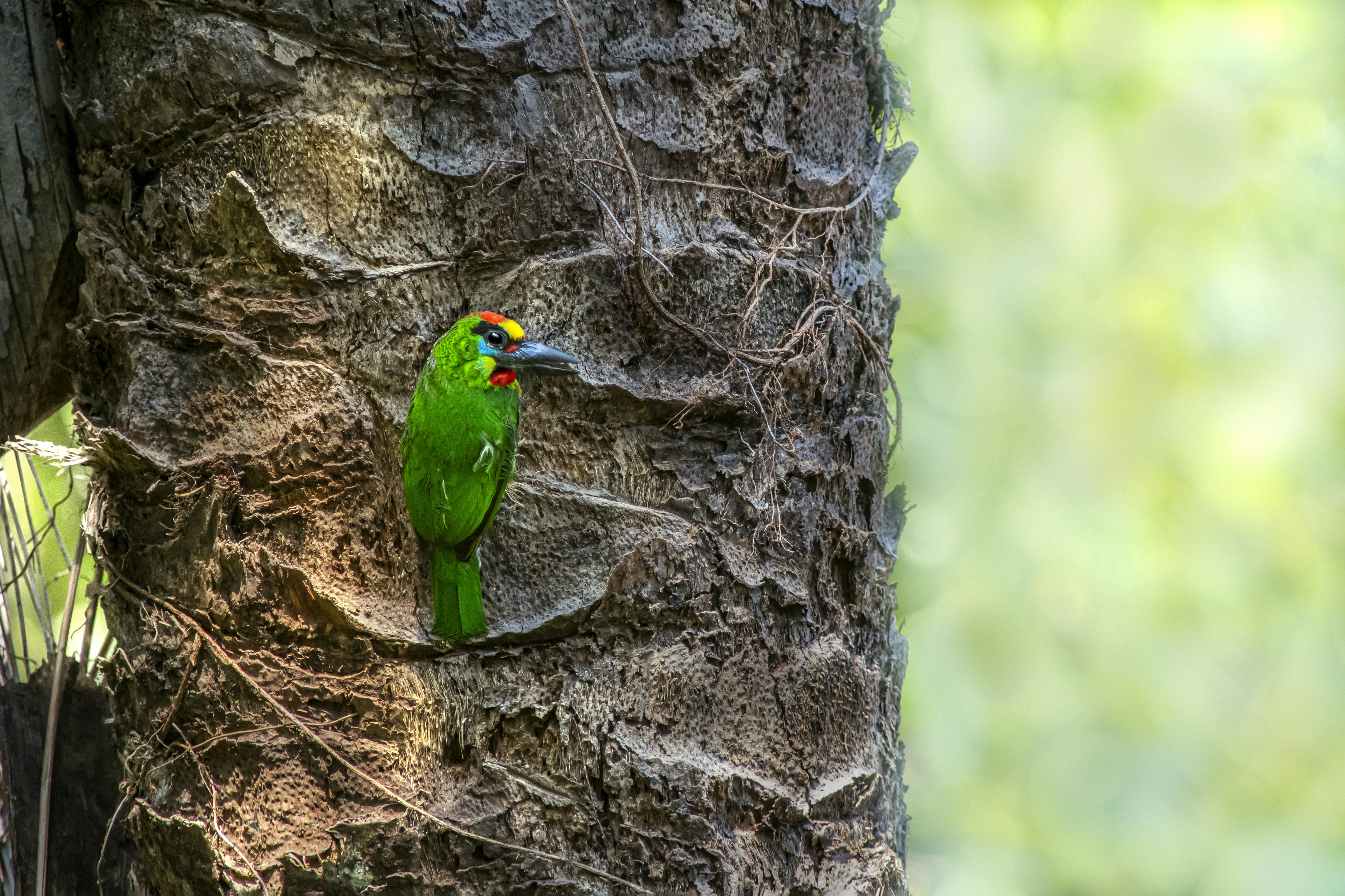 A small green bird perched on the side of a tree photo – Free Ao nang ...