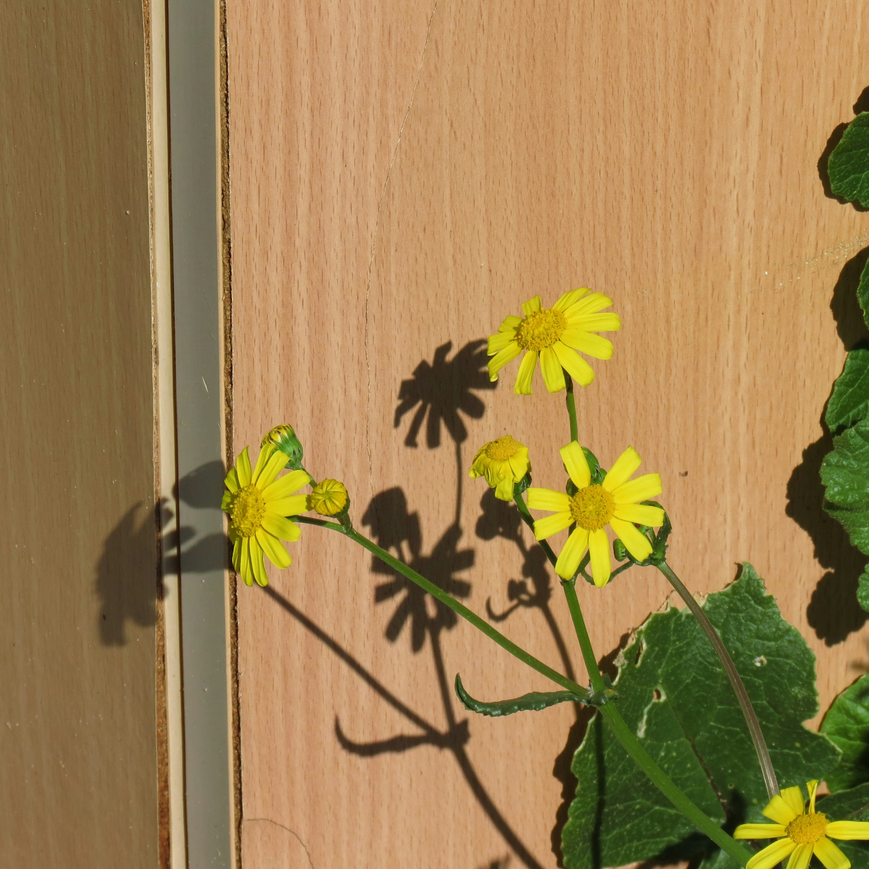 Vibrant yellow flowers bloom against a textured wooden backdrop, capturing the essence of spring's awakening.