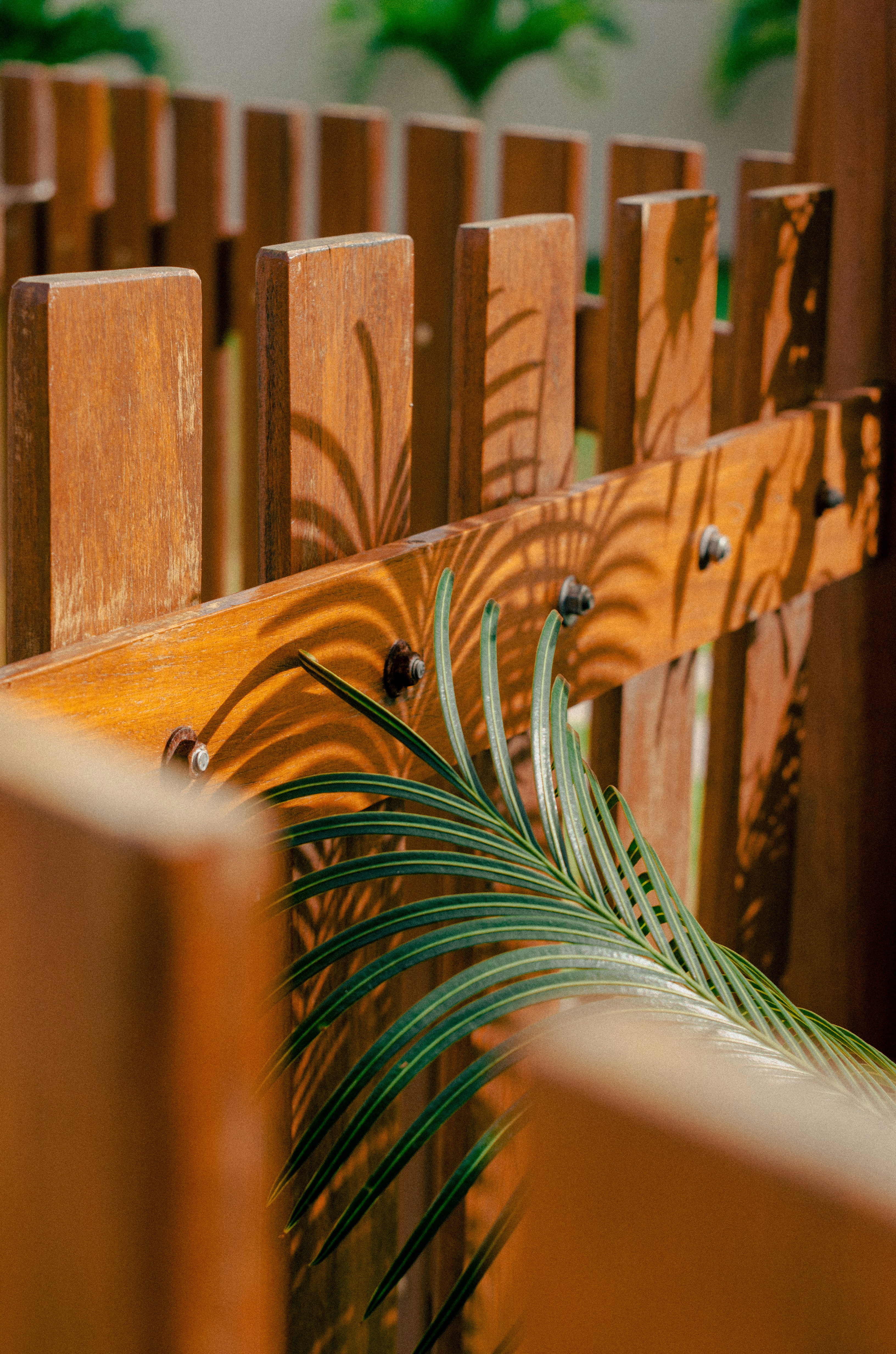 Sunlit Timber Shadows with a Frond in the Cut