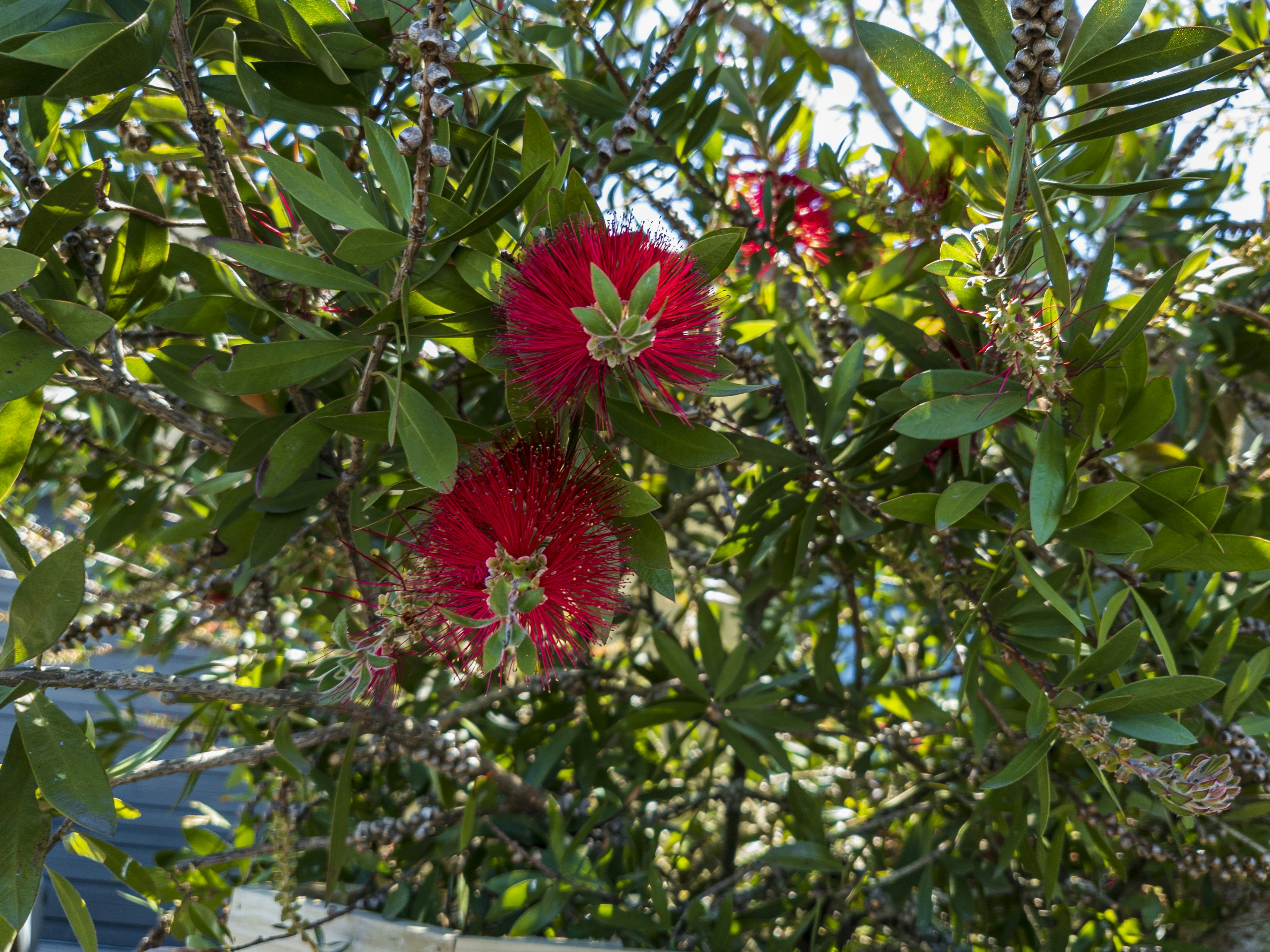 Un arbre aux fleurs rouges et aux feuilles vertes photo – Image ...