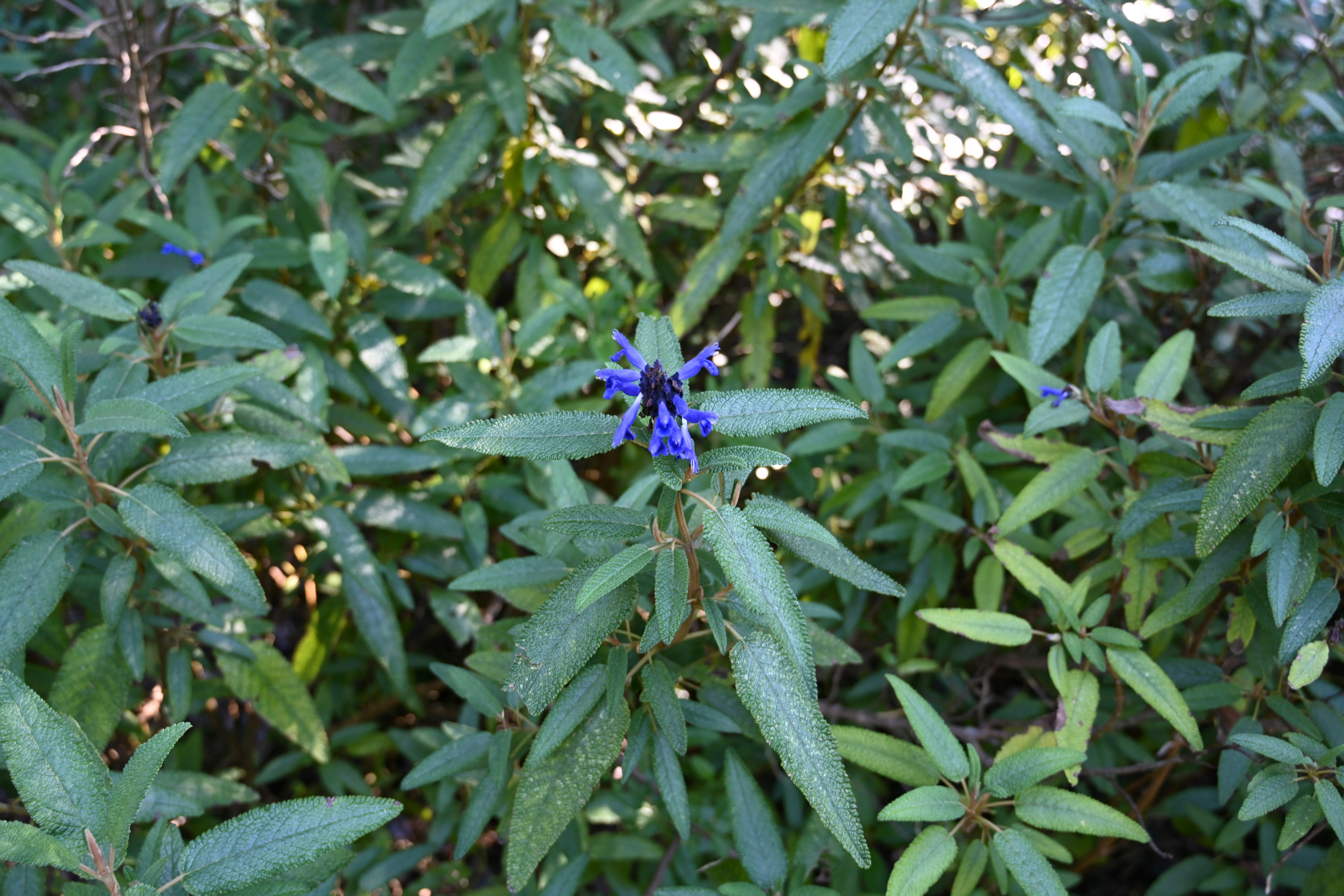 Azure Blossom Anchoring the Emerald Thicket