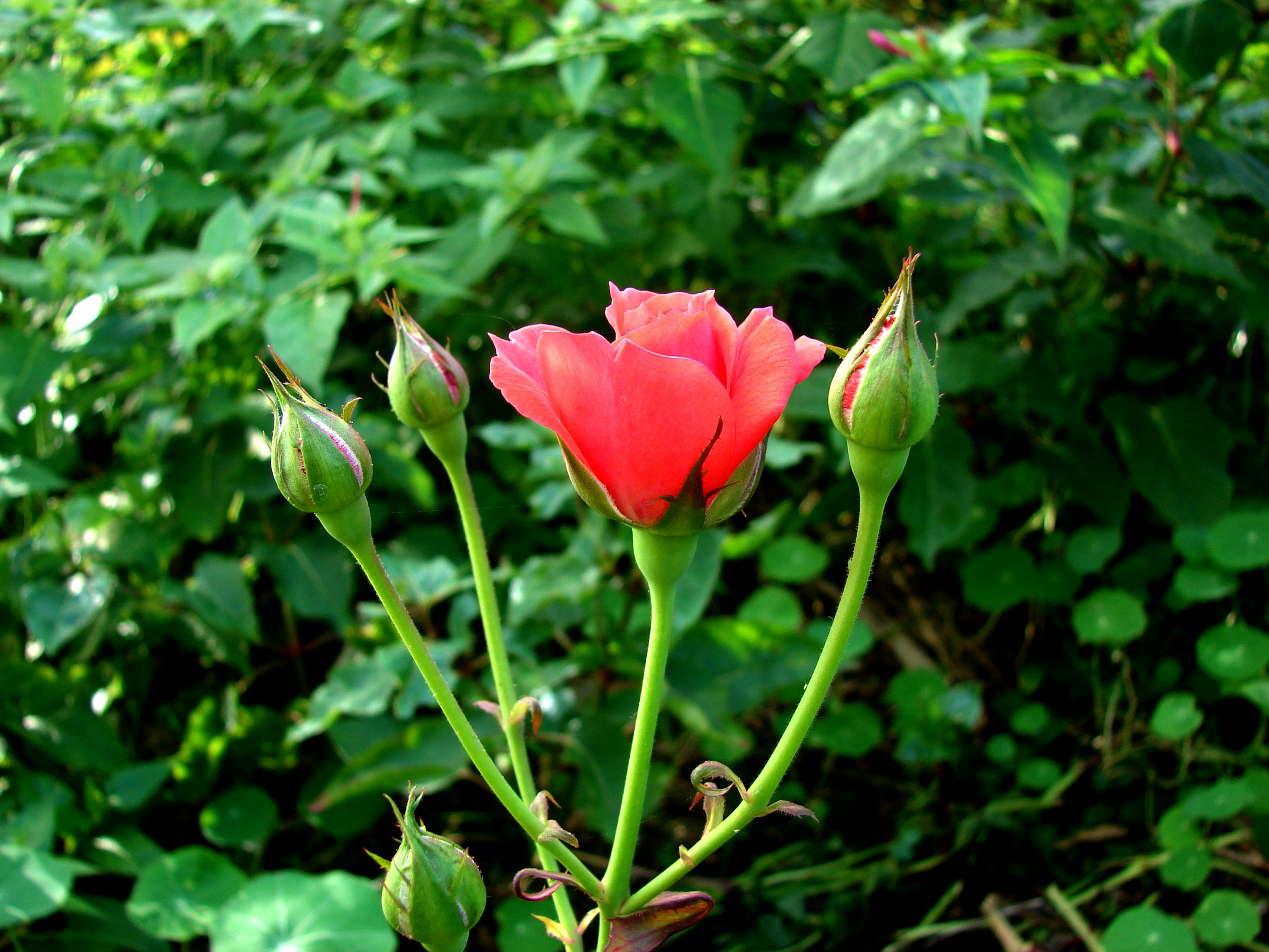 A vibrant pink rose surrounded by green buds and foliage, showcasing the beauty of nature's growth and renewal.