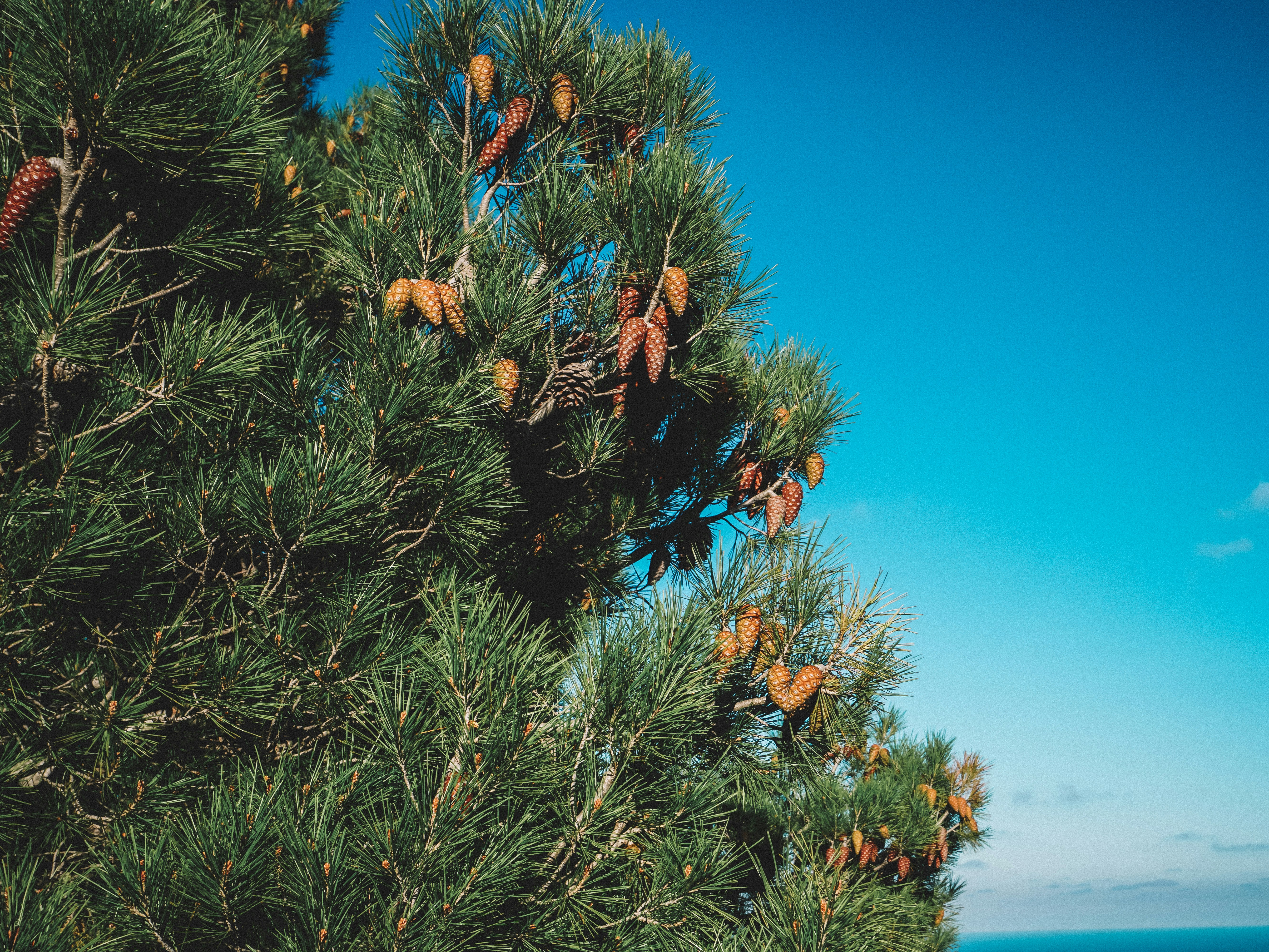 Lush pine tree branches adorned with cones, set against a vibrant blue sky. The scene captures a tranquil moment in nature.