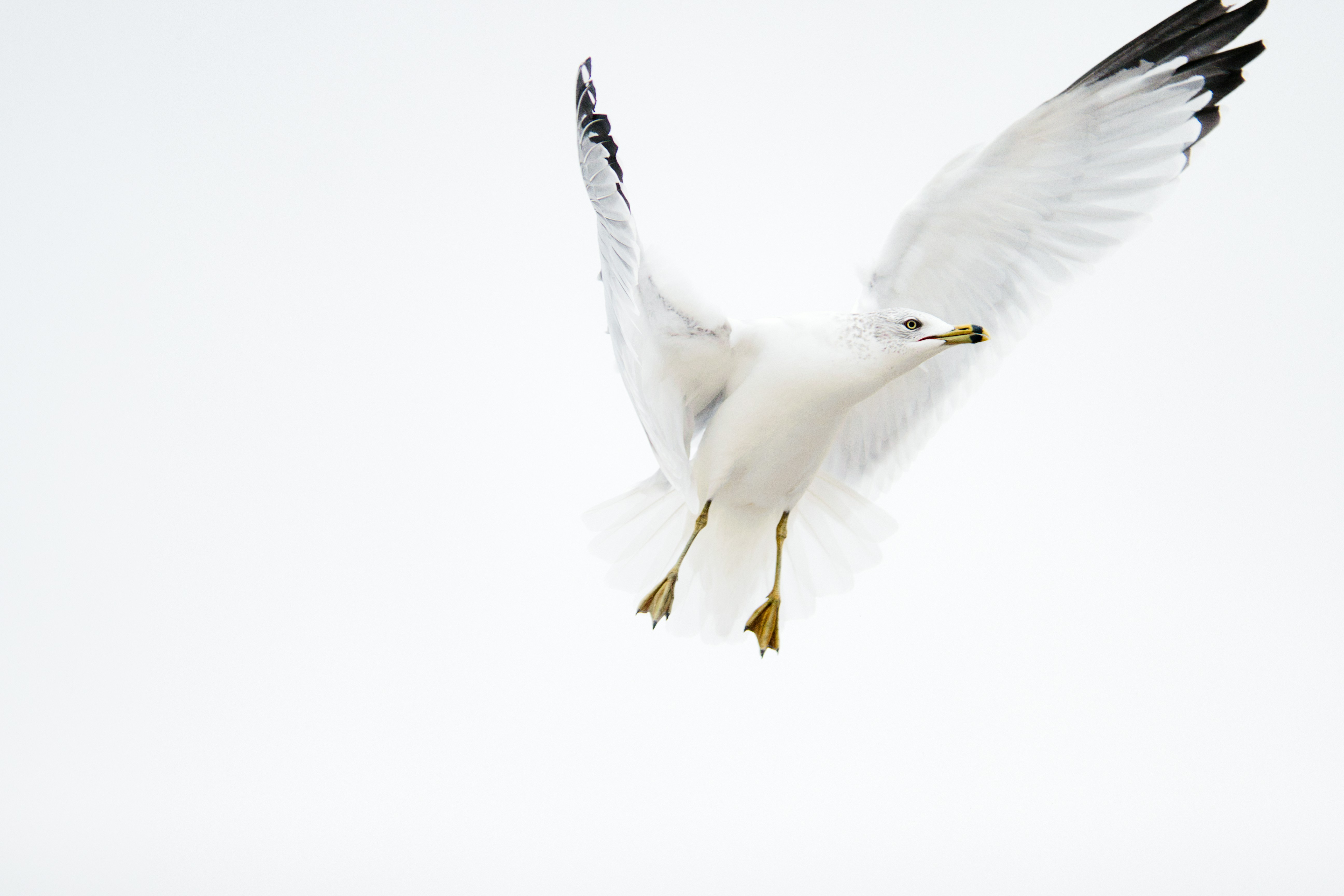 A white bird flying through a white sky photo – Free Paducah Image on ...