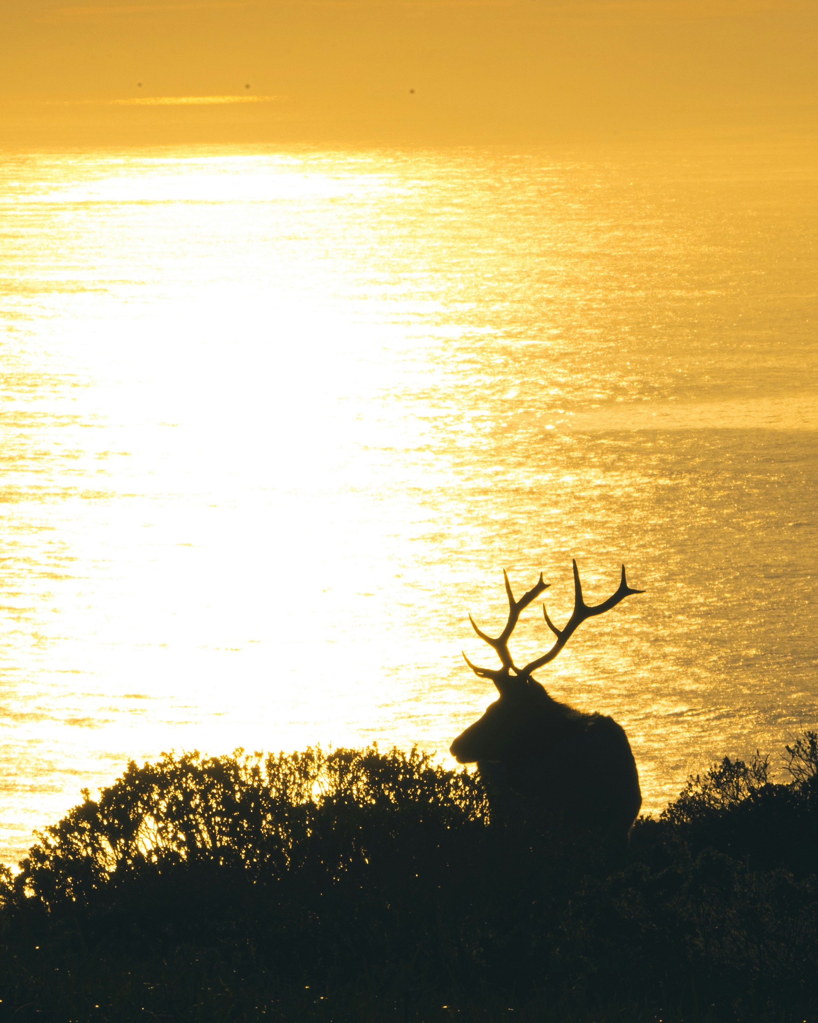 Silhouette Sentinel at Sunset: A Stag Overlooking the Golden Shore