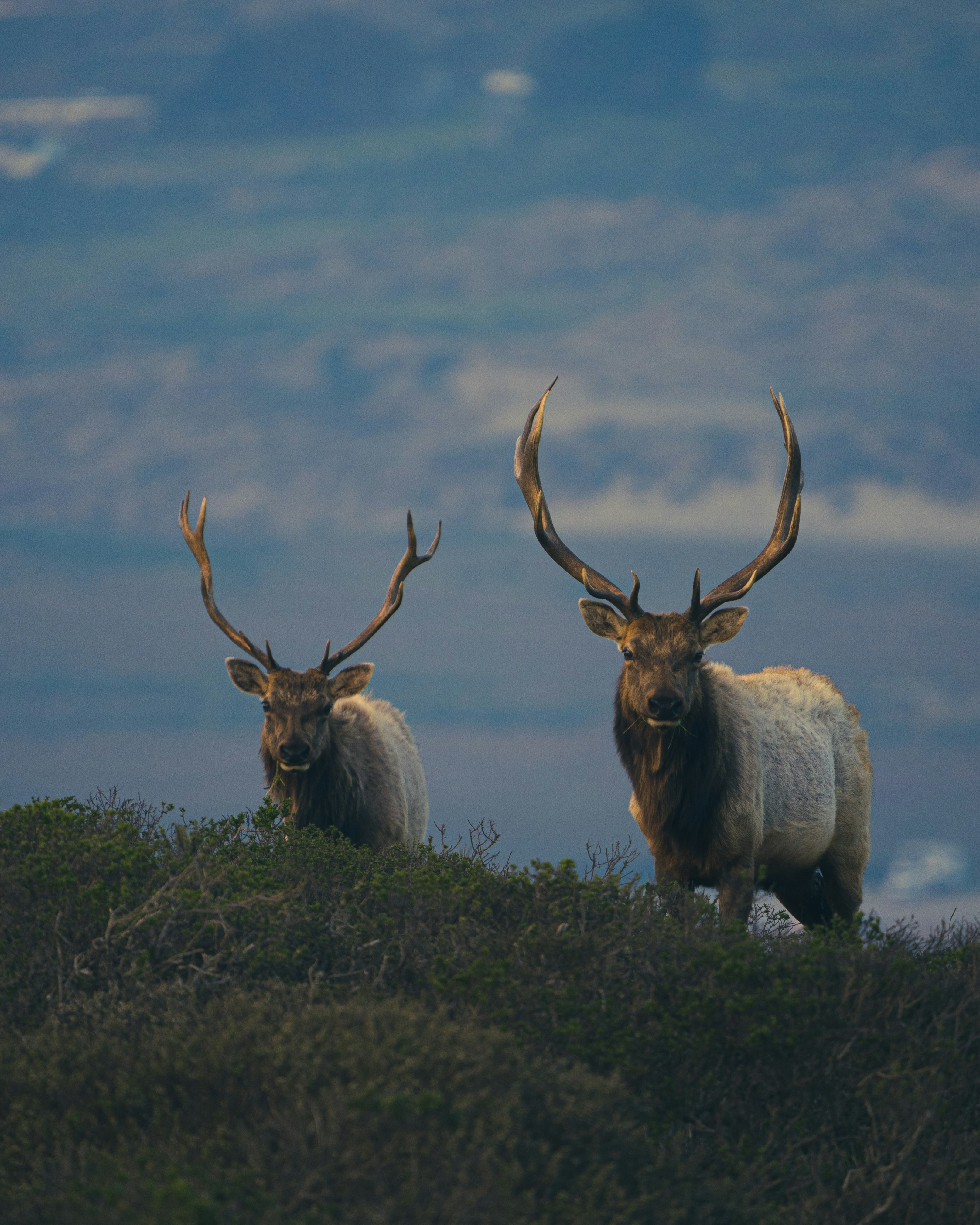 Two elk standing on top of a grass covered hill photo – Free Point ...