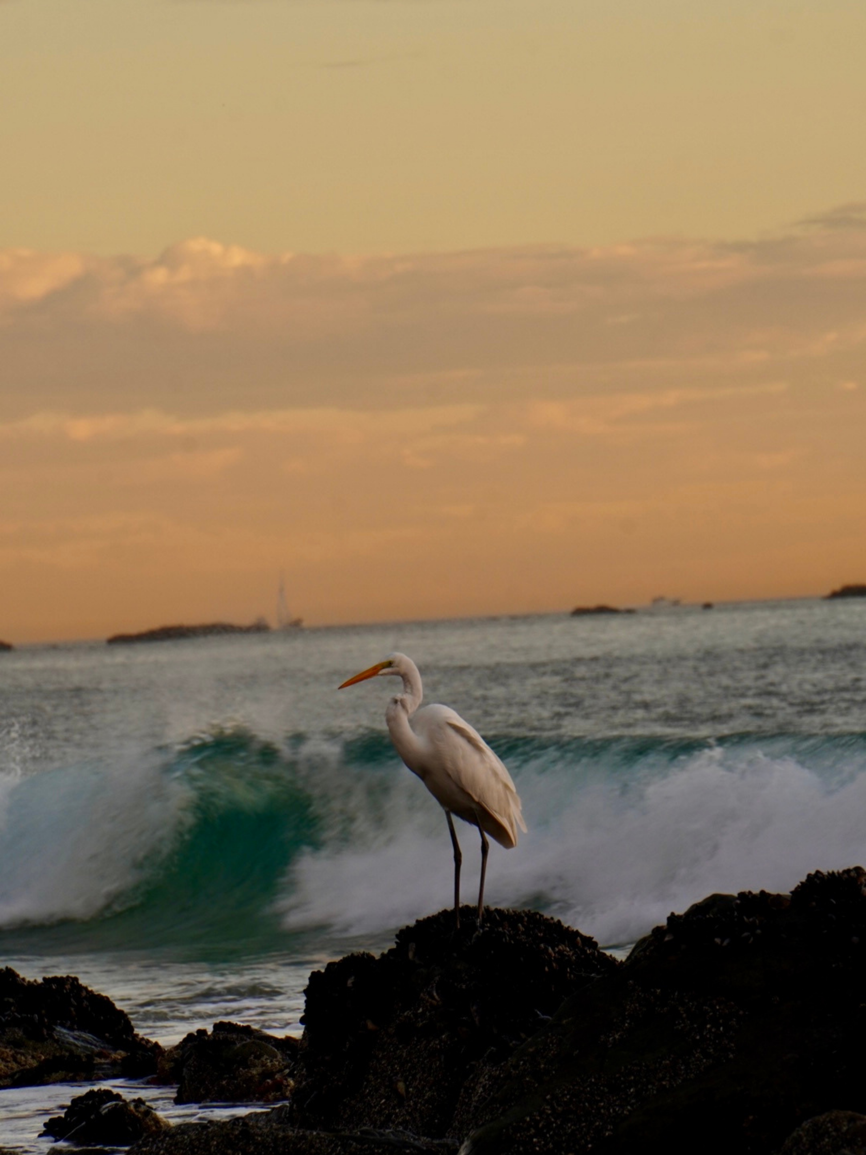 A great egret stands poised on a rocky outcrop as waves crash nearby, capturing the serene beauty of coastal wildlife at sunset.