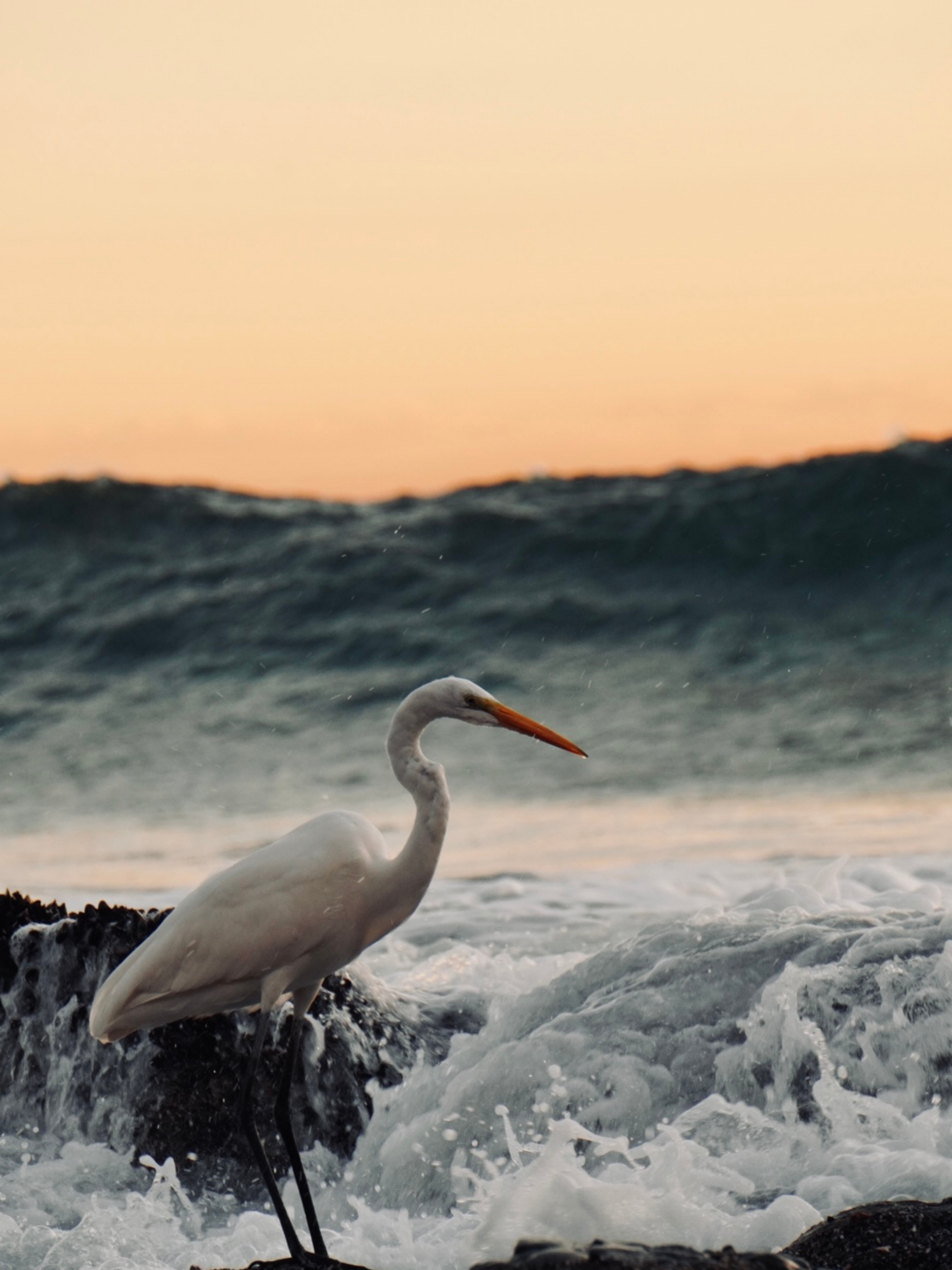 A great egret stands gracefully on rocky shorelines as waves crash around it during a tranquil sunset.