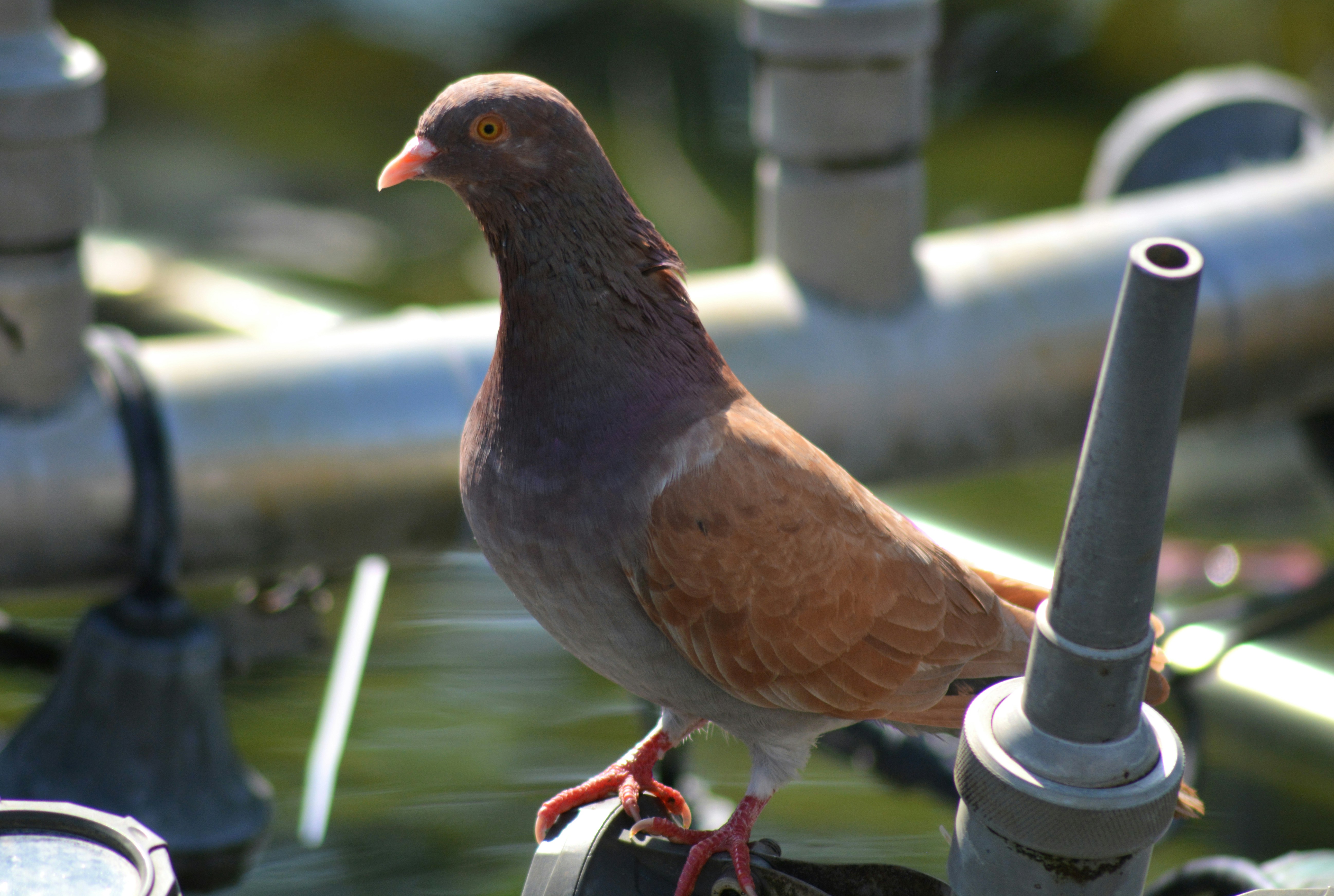 a pigeon standing on top of a metal pipe