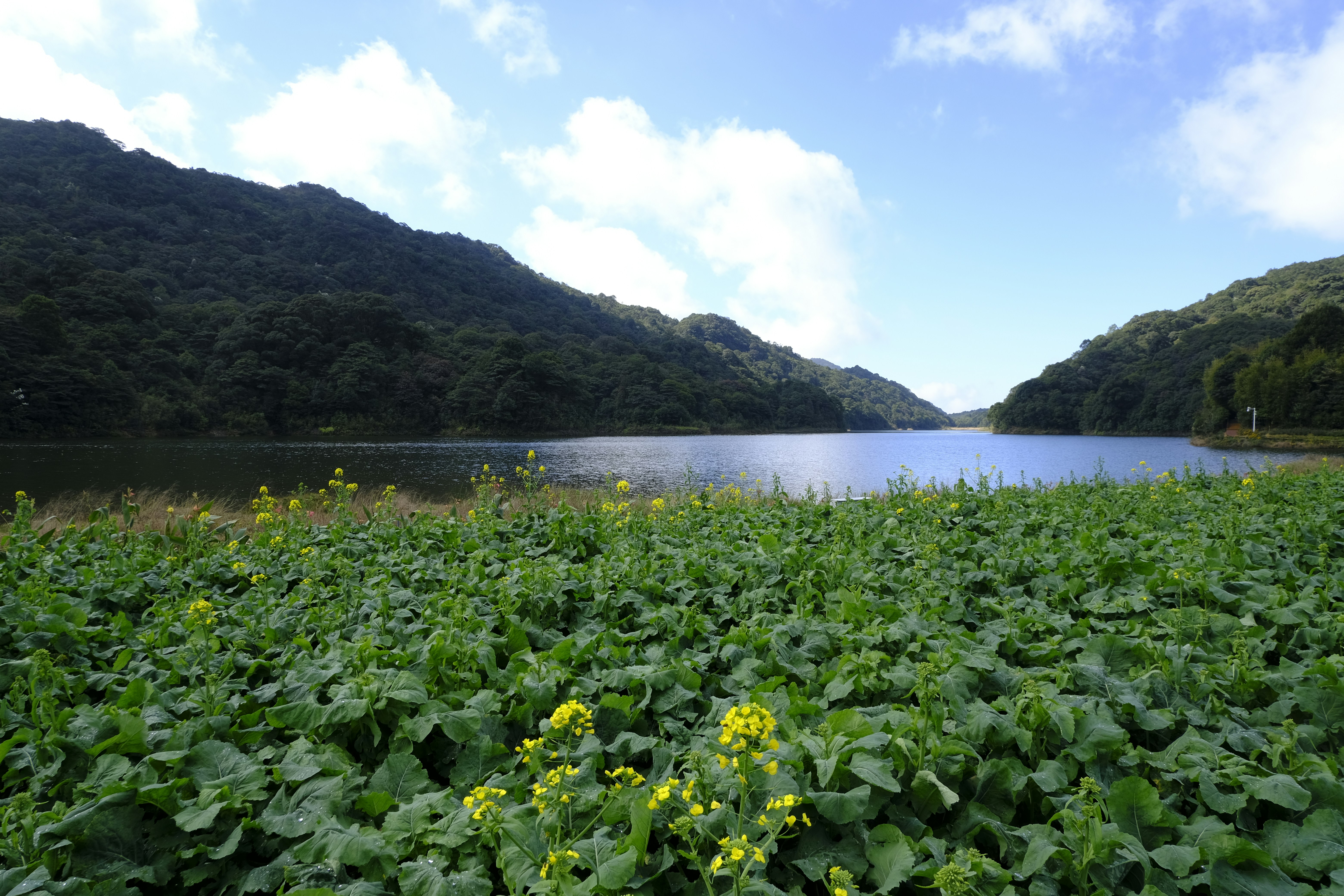 Un grand champ de plantes vertes au bord d’un lac photo – Photo Paysage ...