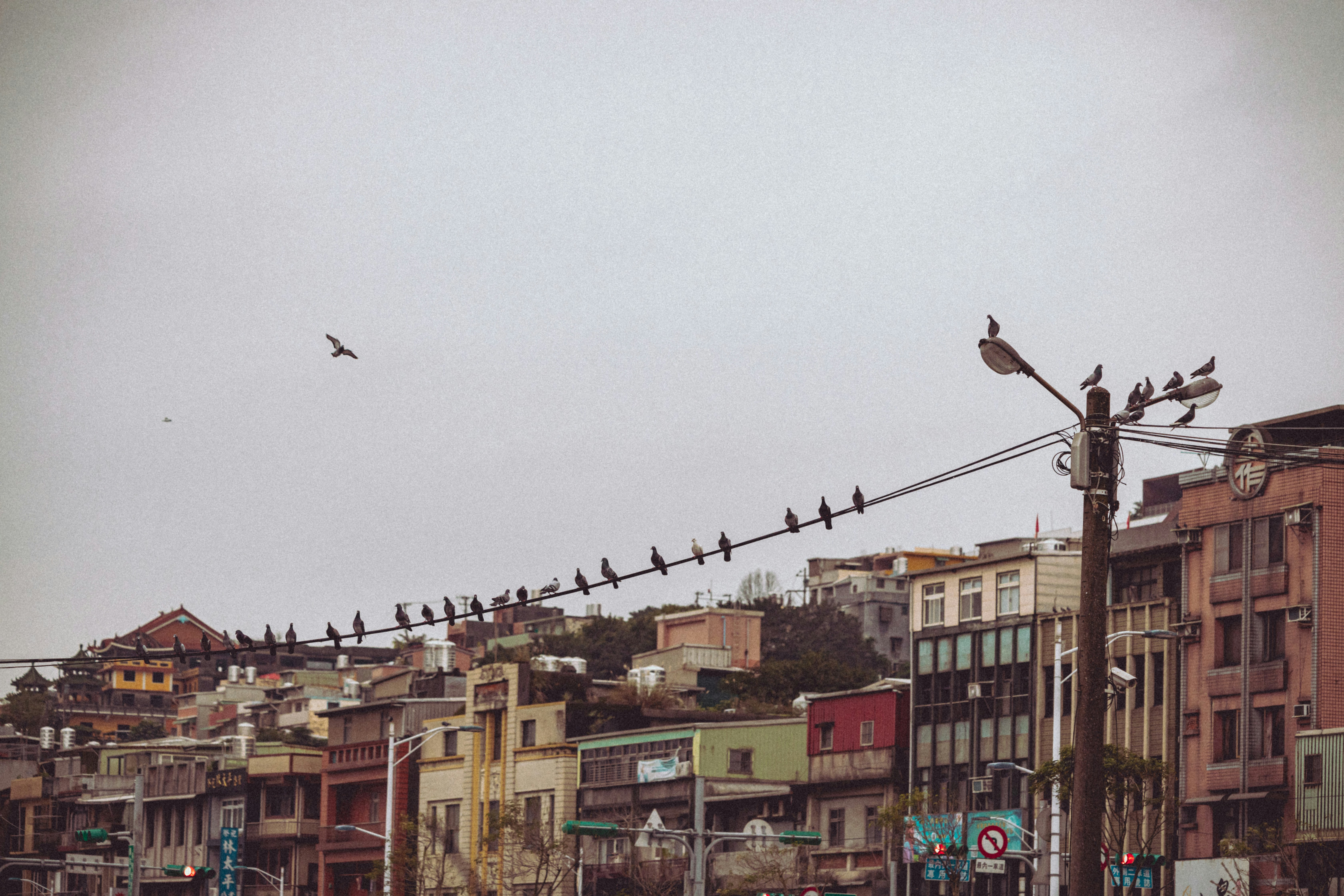 Vigil on the Wires: A Row of Birds and City Facades