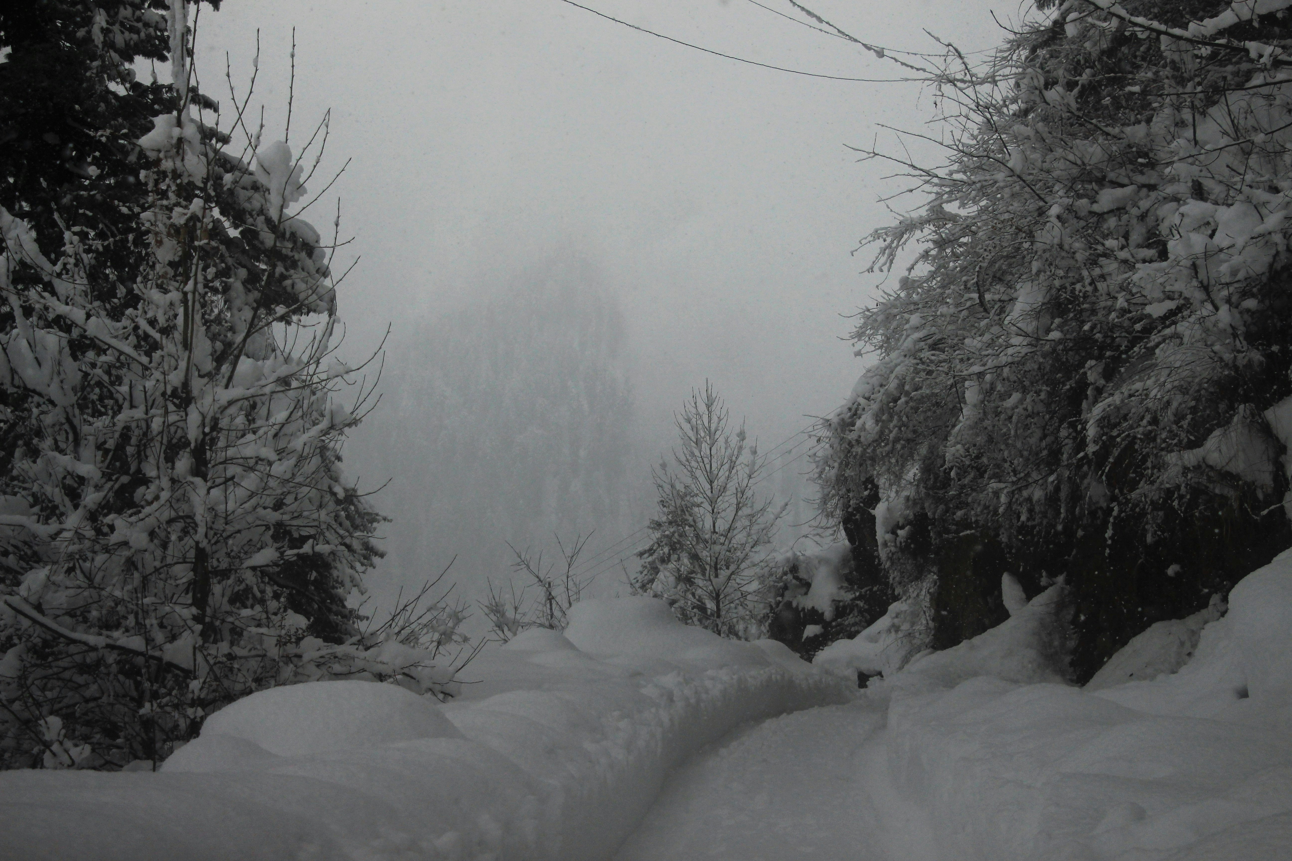 Whispering Path Through Snow-Laden Pines