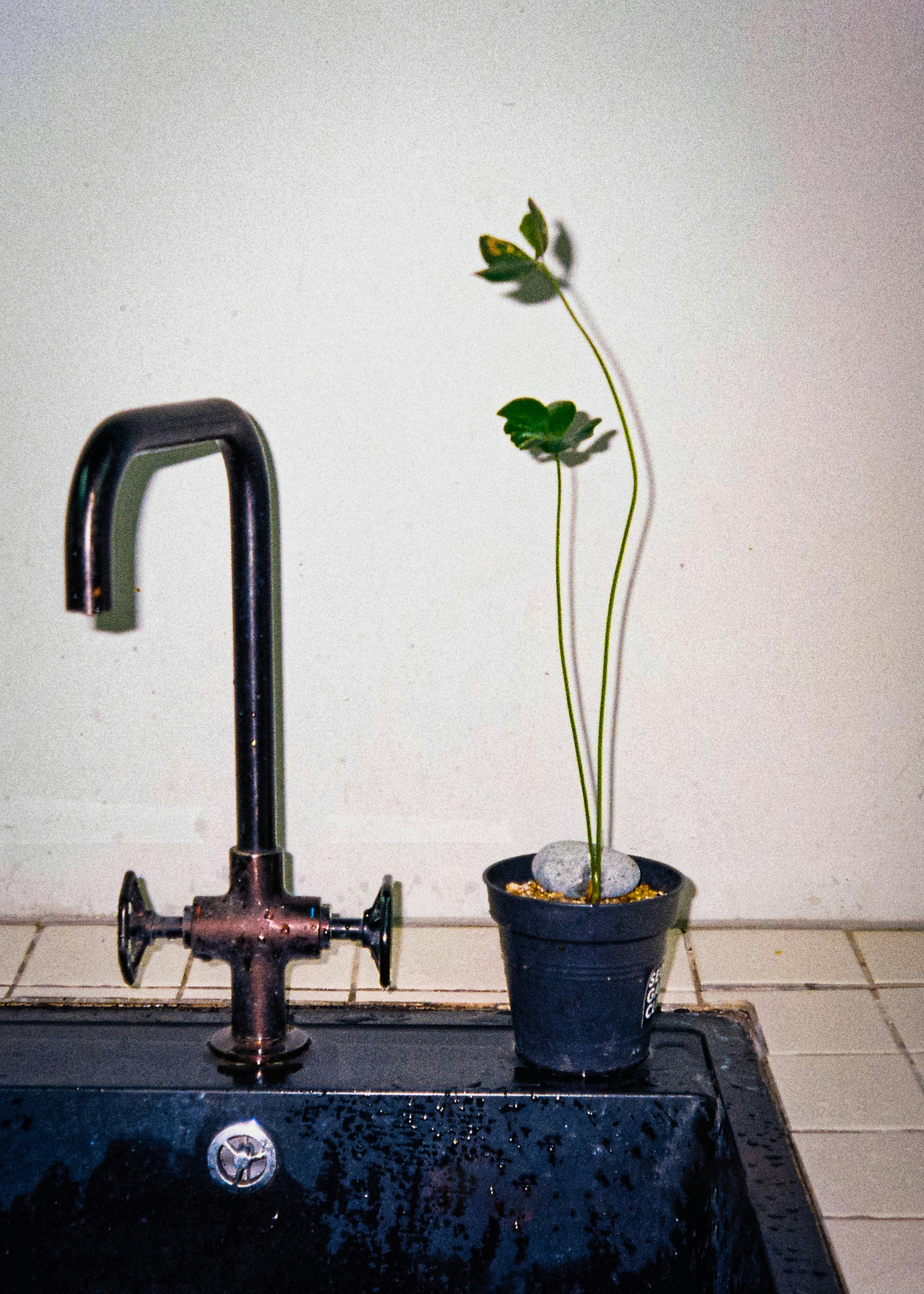 A slender green plant in a pot sits beside a metallic sink, showcasing a juxtaposition of nature and utility in a minimalist setting.